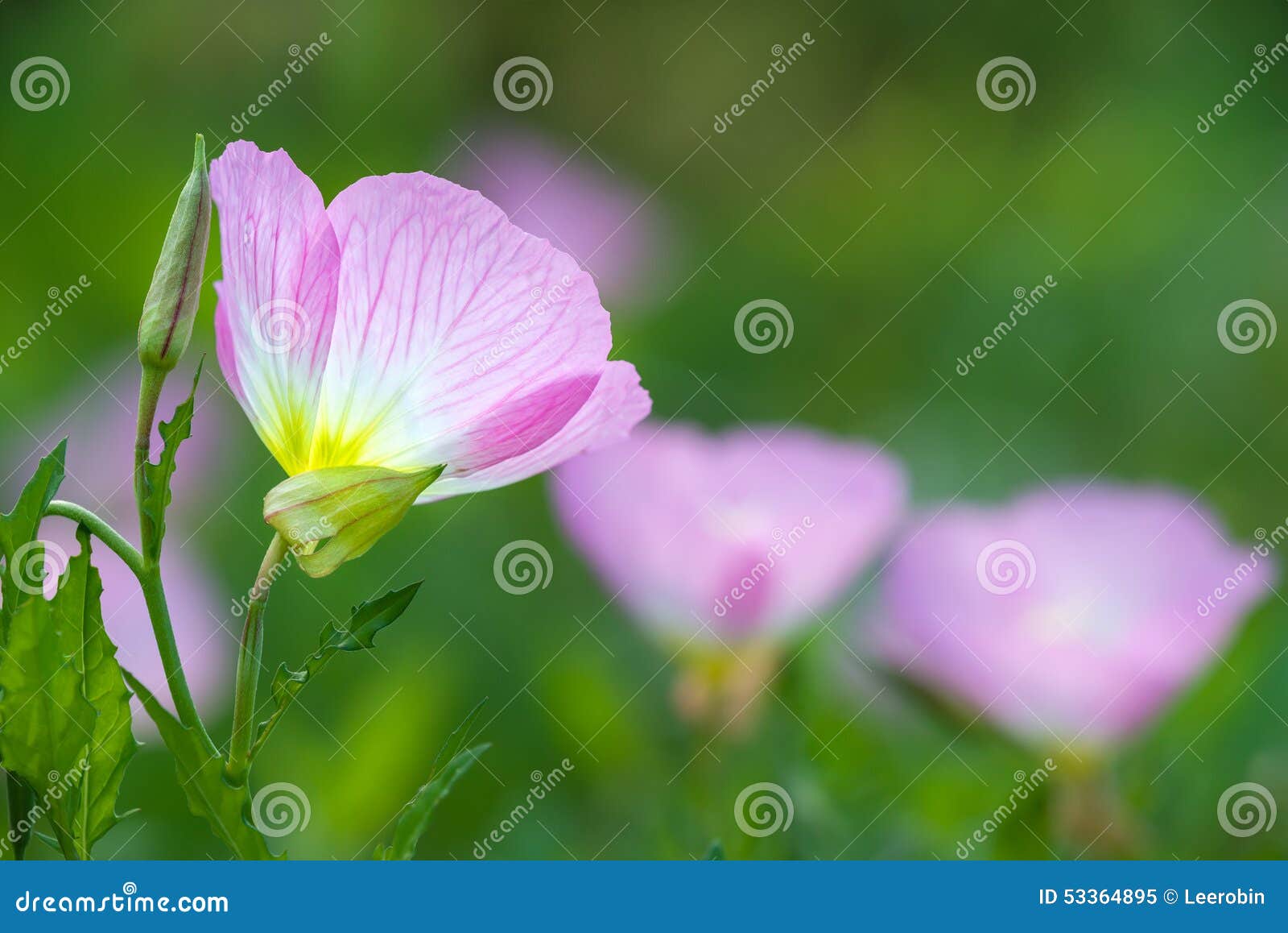 Onagra Rosada (speciosa Del Oenothera) Imagen de archivo - Imagen de ...