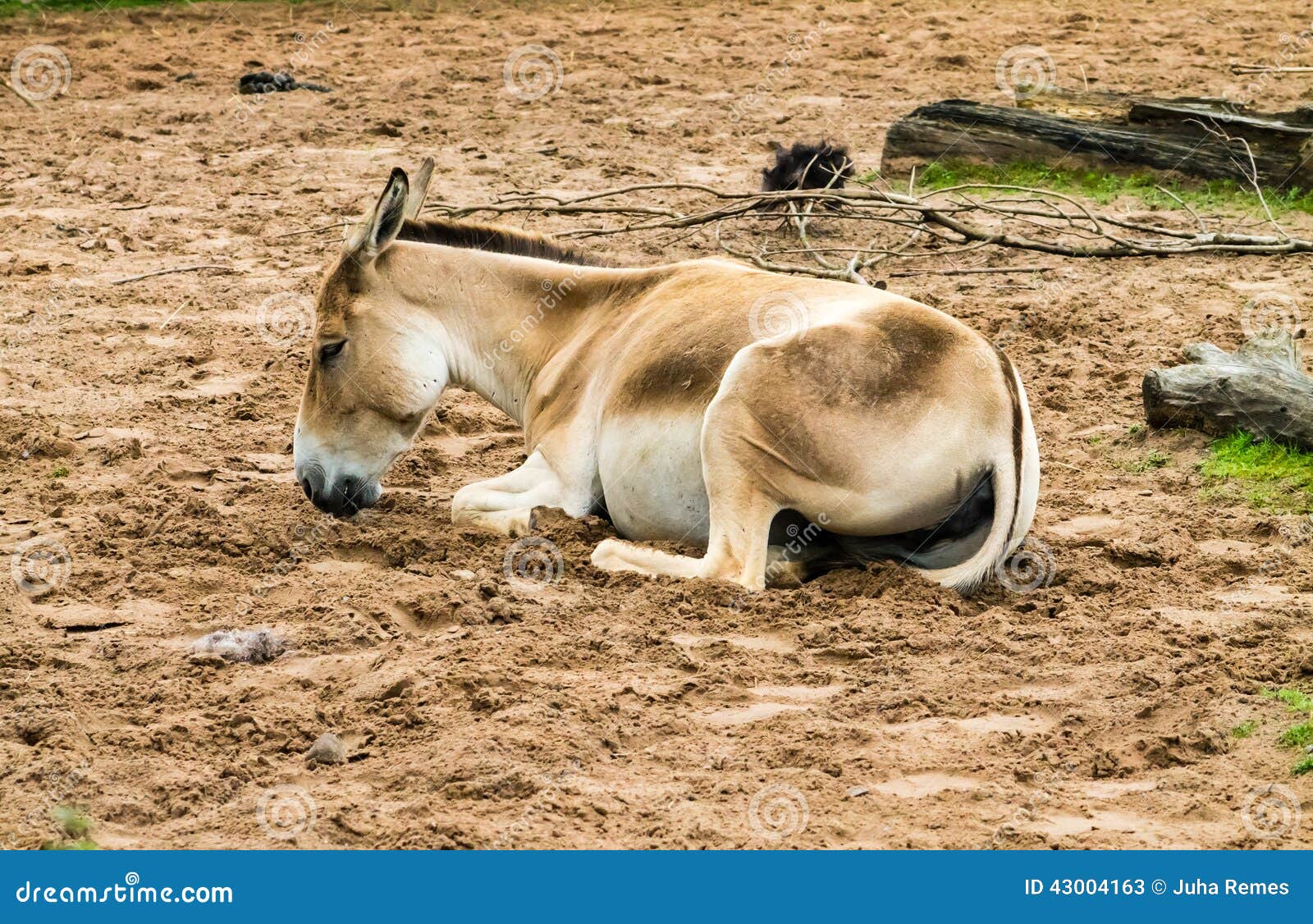 Onagro immagine stock. Immagine di messo, pianura, pascolo - 43004163