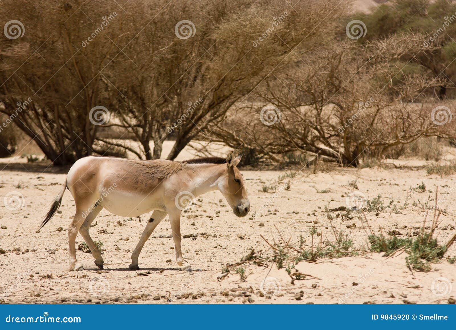 Onagro foto de stock. Imagem de paste, pastar, wildlife - 9845920