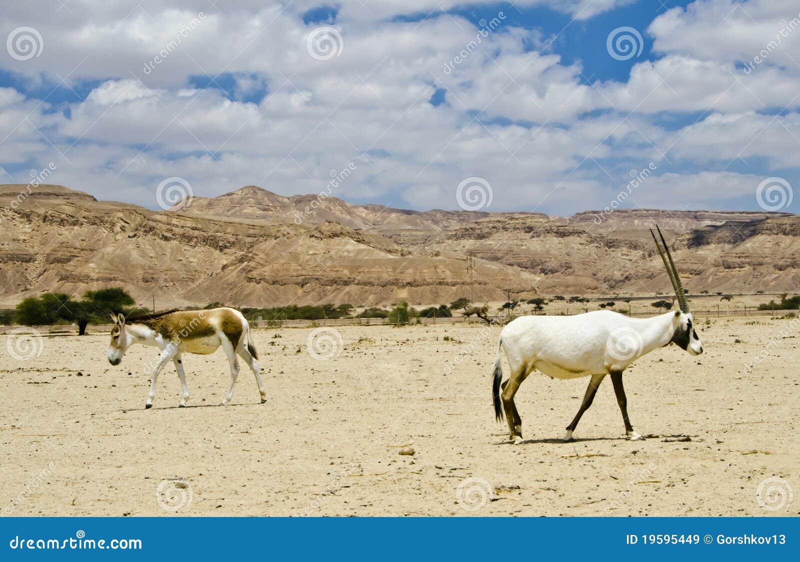 Onagro E Oryx Na Reserva De Natureza, Israel Imagem de Stock - Imagem ...