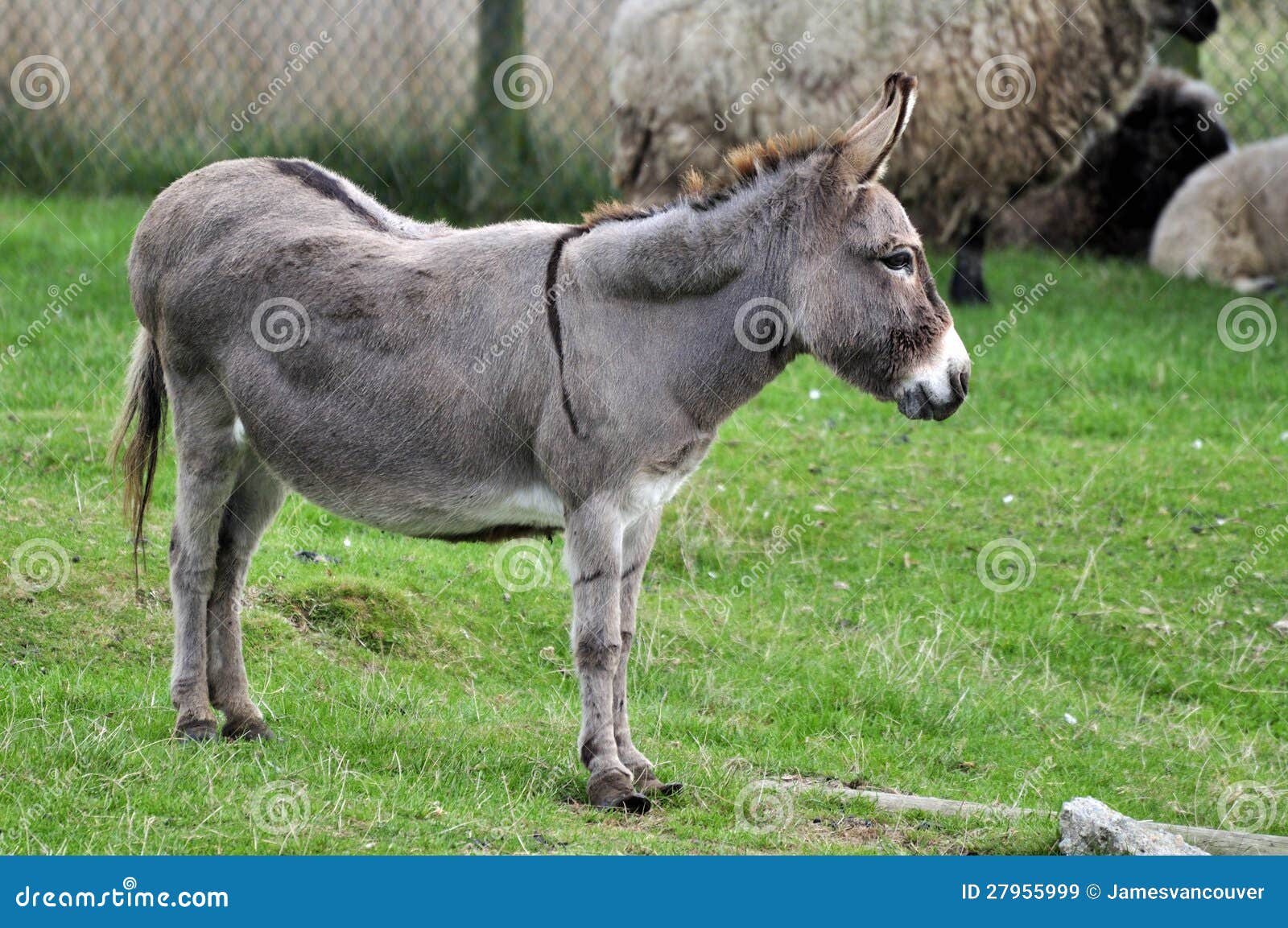Onagro (hemionus do Equus) imagem de stock. Imagem de américa - 27955999