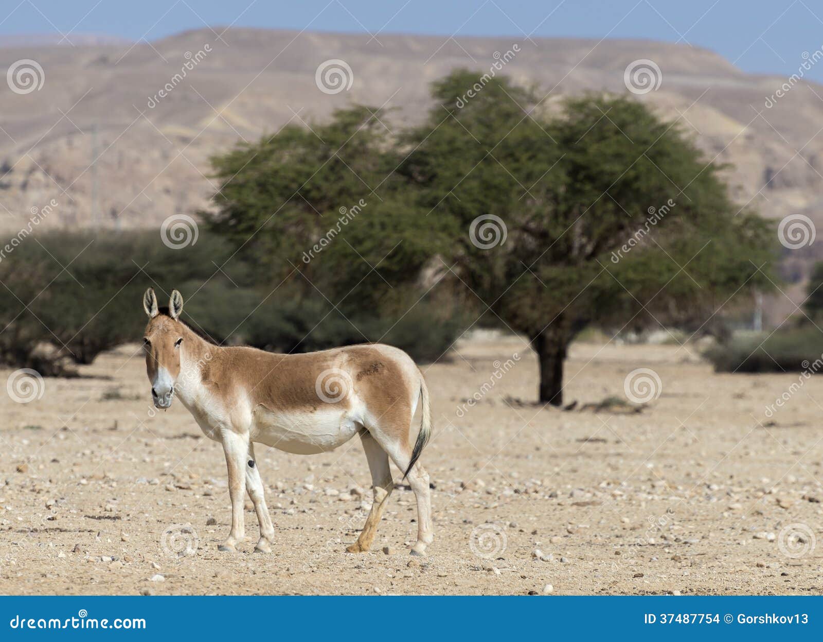 Onagro Nella Riserva Naturale Fotografia Stock - Immagine di orientale ...