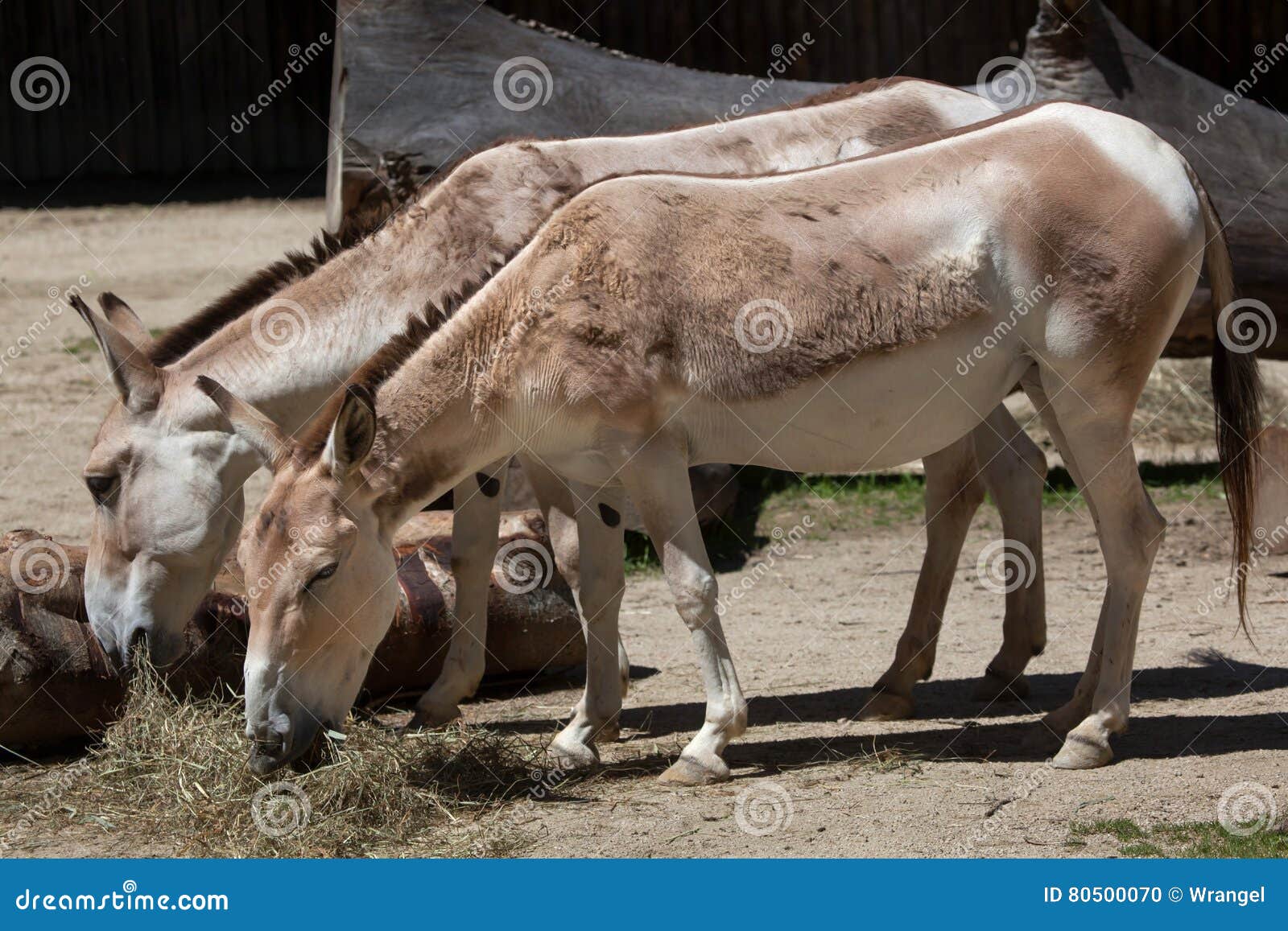 Onagro Persa Do Hemionus Do Equus Do Onagro Foto de Stock - Imagem de ...