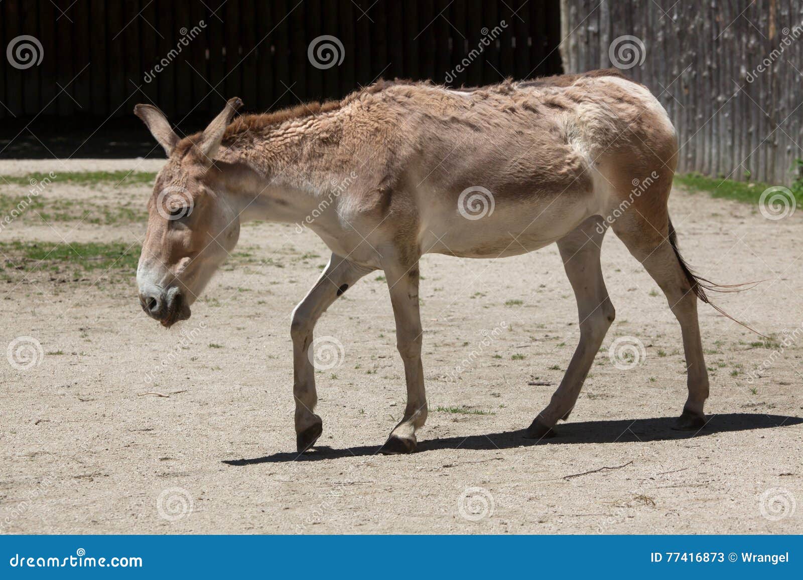 Onagro Persa & X28; Onager& X29 Do Hemionus Do Equus; Imagem de Stock ...