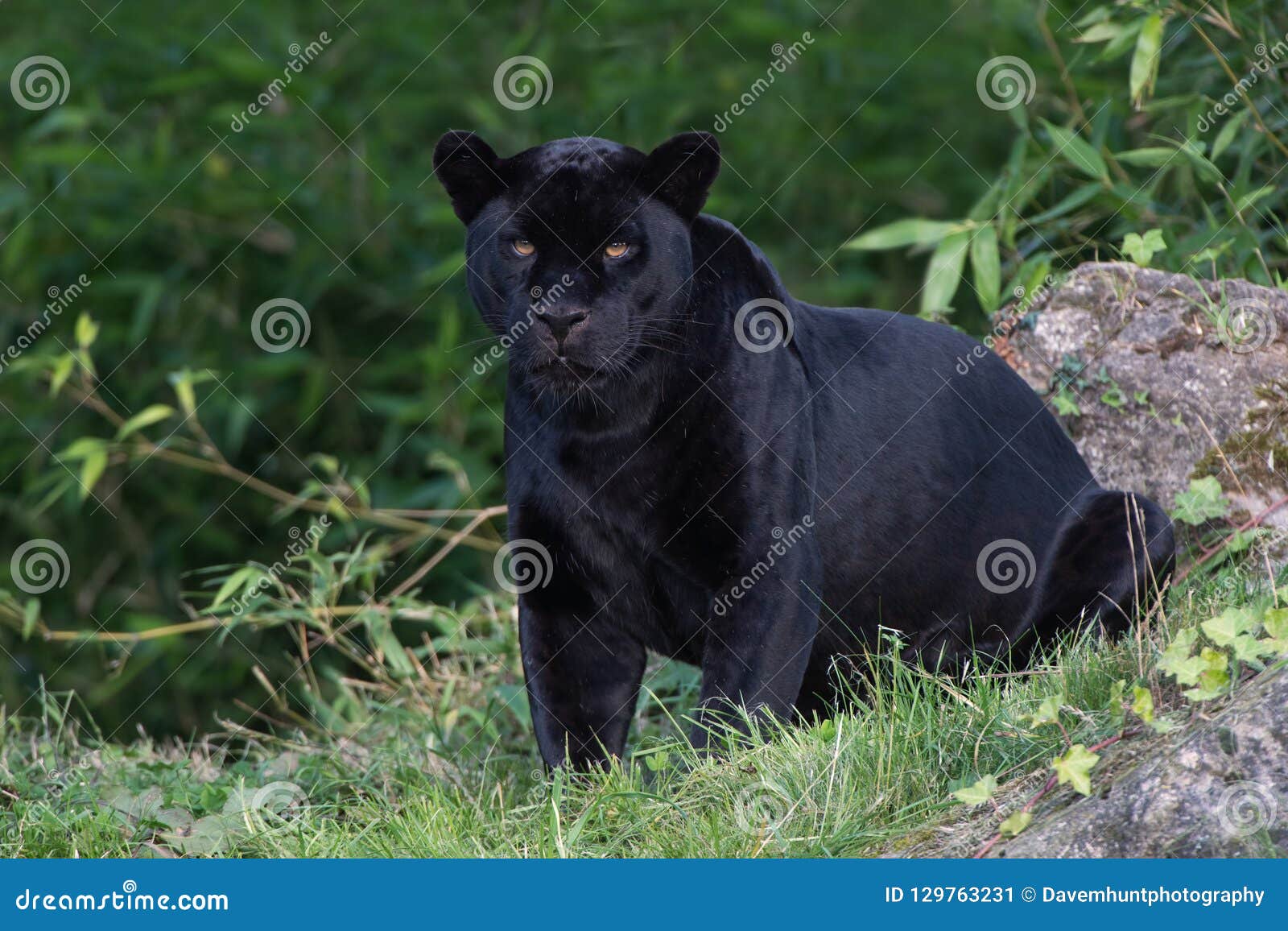 Onca Da Pantera Preta/Panthera De Jaguar Imagem de Stock - Imagem de ...