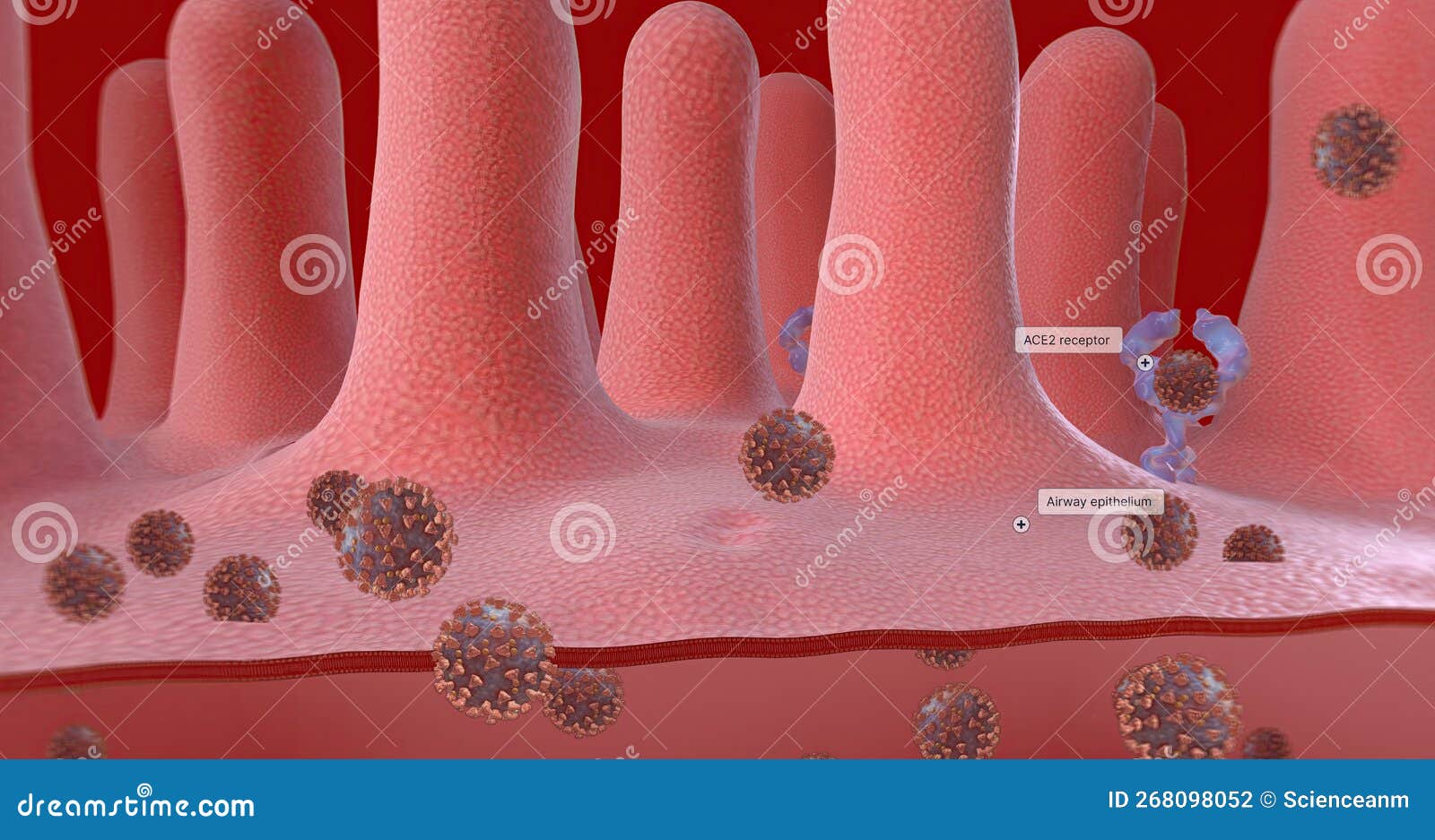 Once Inside the Cell, the Virus is Released from the Outer Membrane ...
