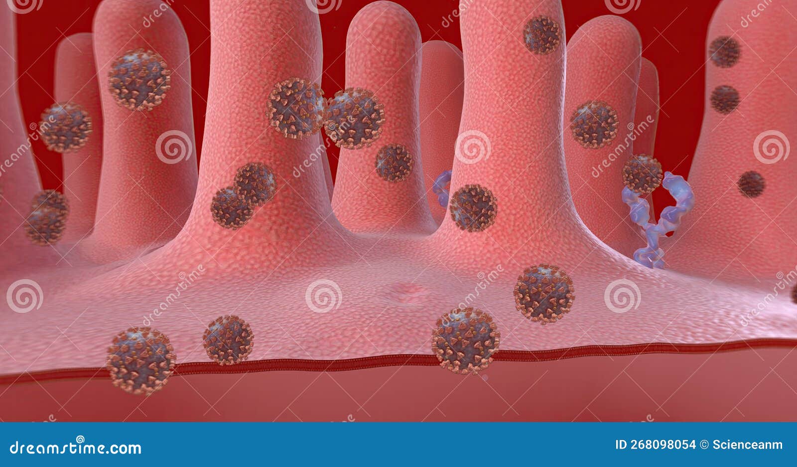 Once Inside the Cell, the Virus is Released from the Outer Membrane ...