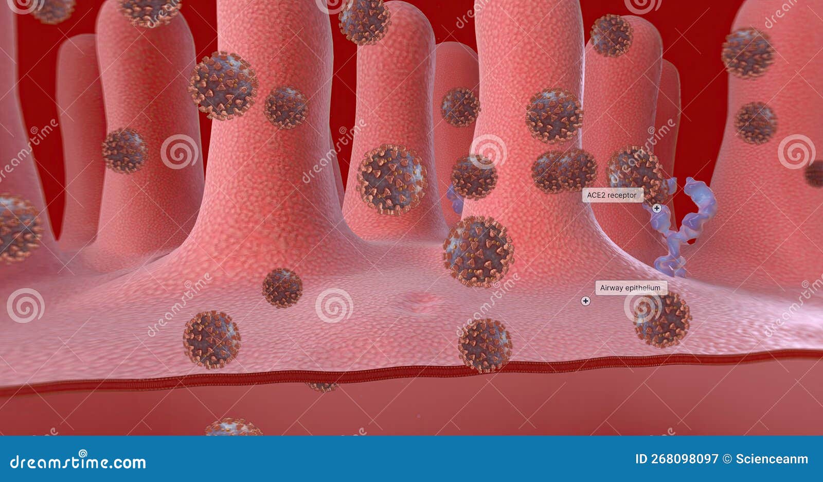 Once Inside the Cell, the Virus is Released from the Outer Membrane ...