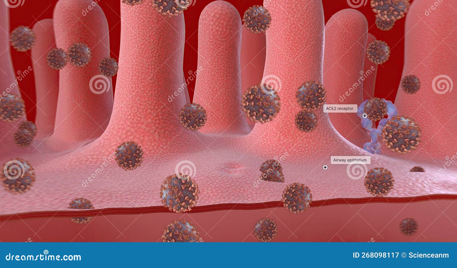 Once Inside the Cell, the Virus is Released from the Outer Membrane ...