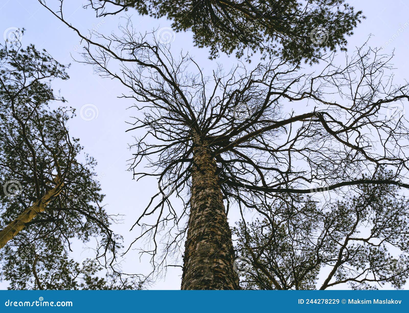 Top View of the Branches of a Tall Dead Pine Tree Stock Image - Image ...