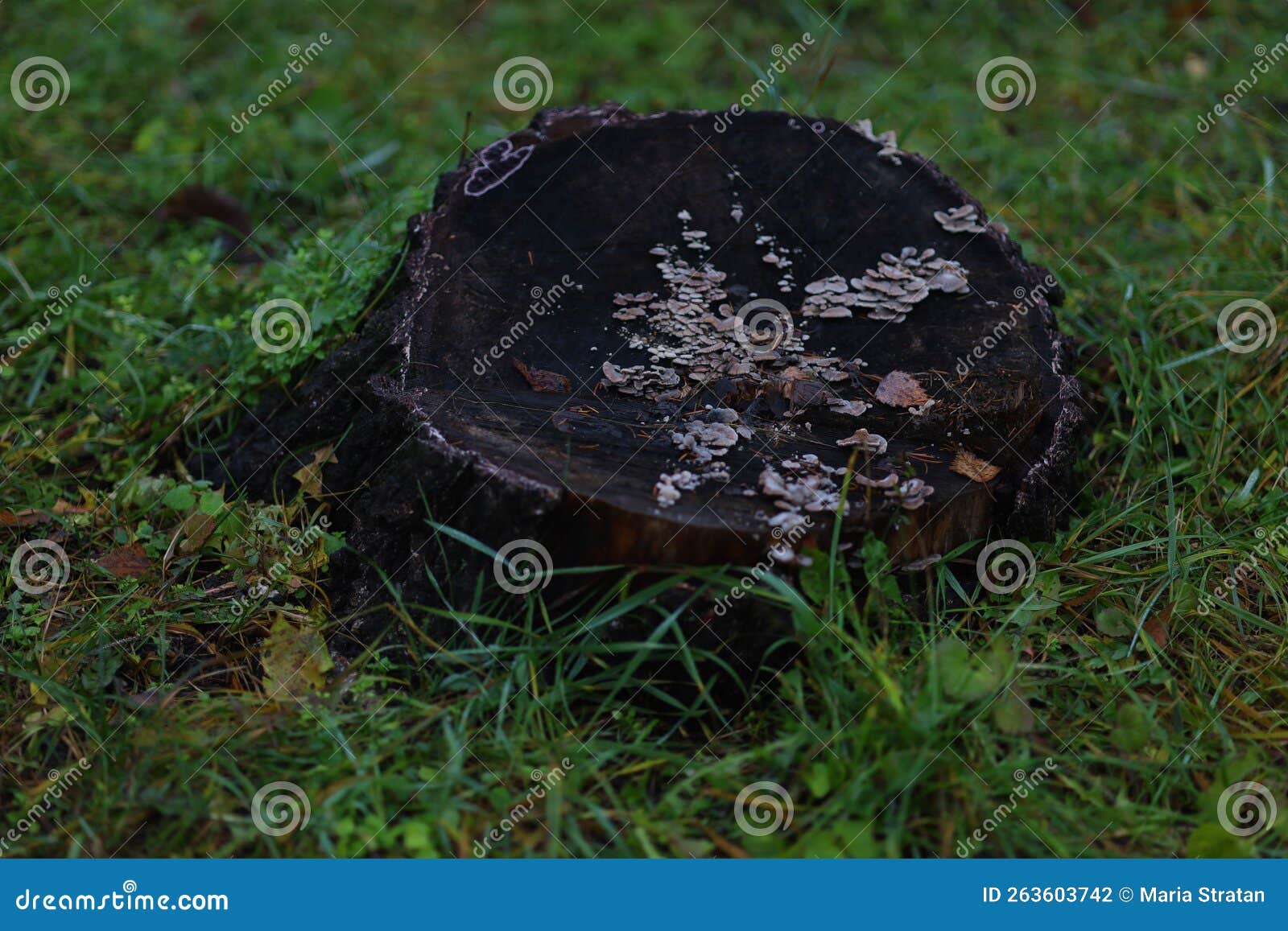A Low Stump in the Grass with a Lichen on it Stock Photo - Image of ...