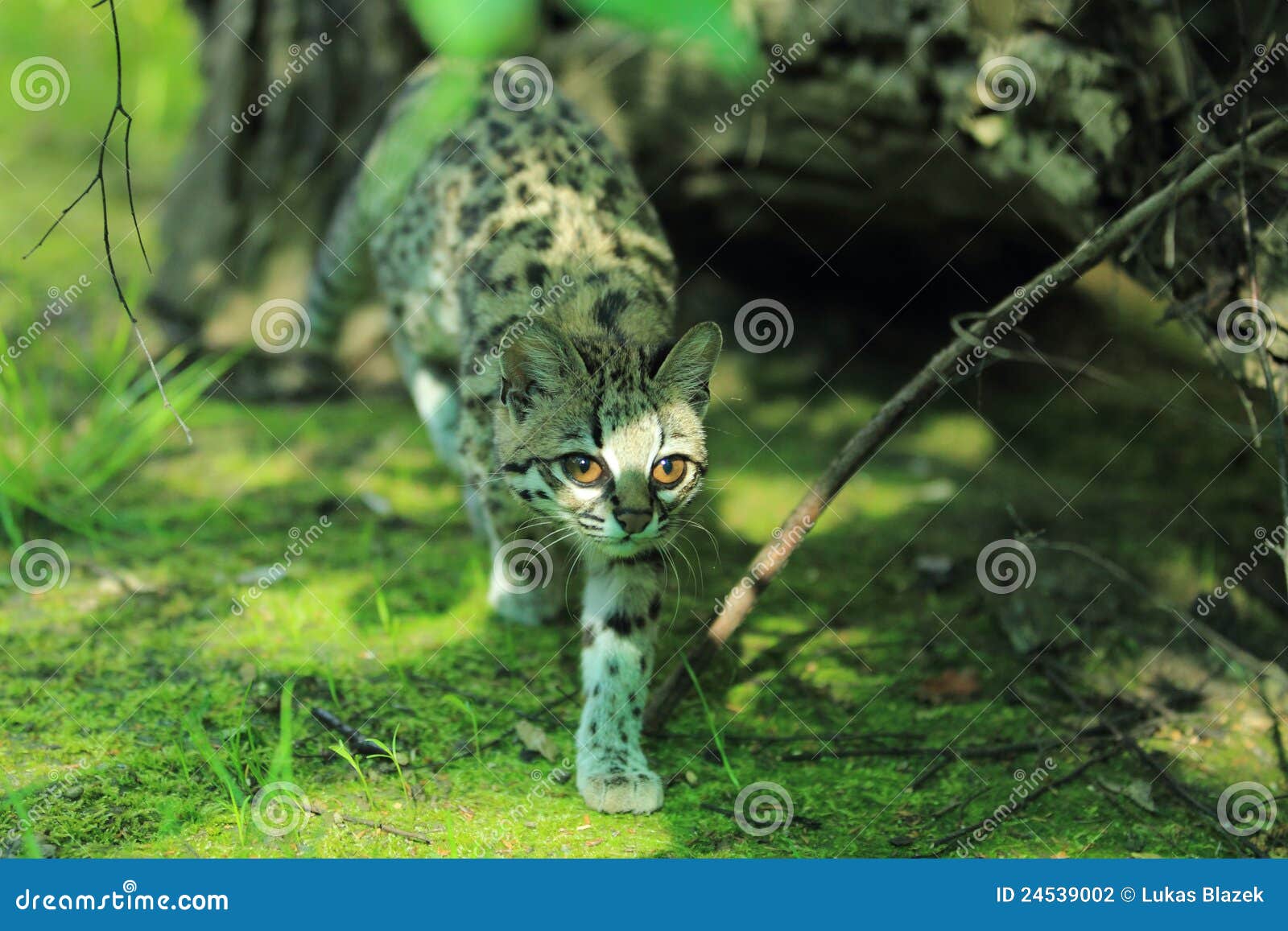Oncilla stock photo. Image of oncilla, animal, small - 24539002