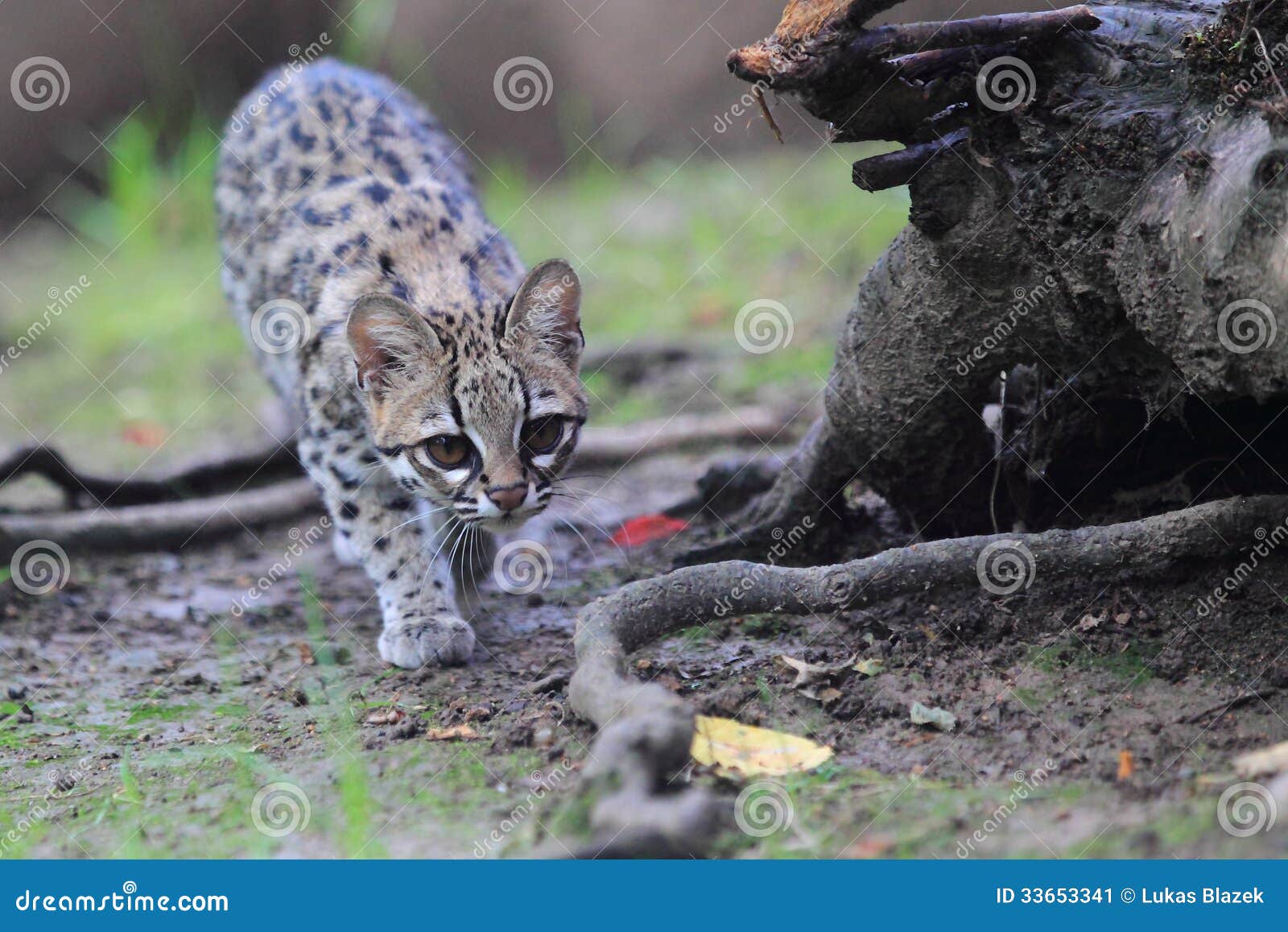 Oncilla stock image. Image of animal, mammal, tigrinus - 33653341