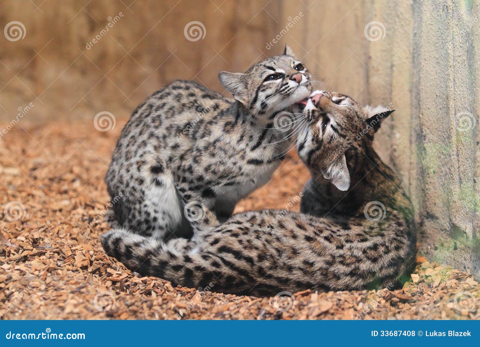 Oncilla stock photo. Image of tigrinus, spotted, oncilla - 33687408