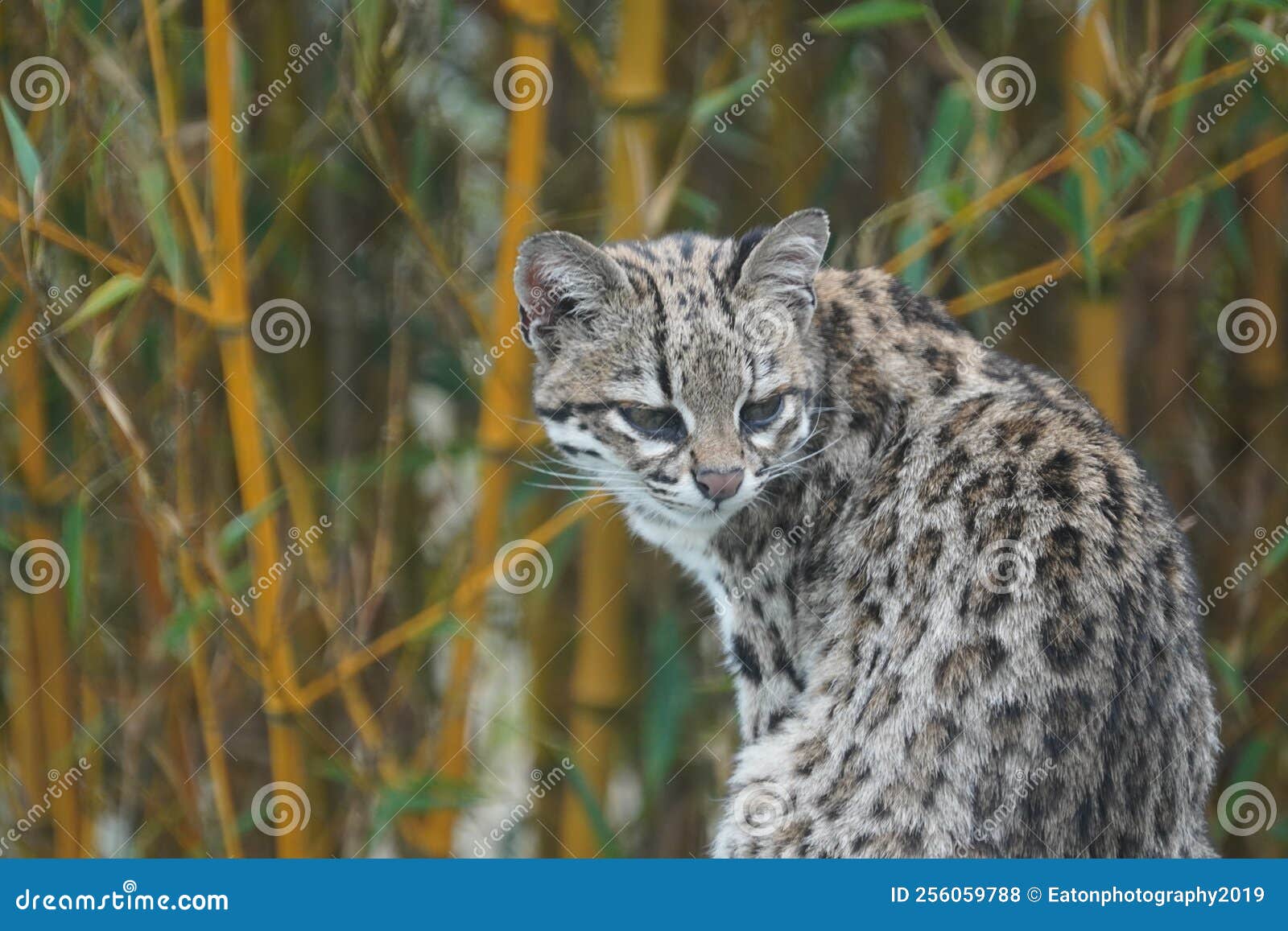 Oncilla in the sun stock photo. Image of oncilla, tigrillo - 256059788