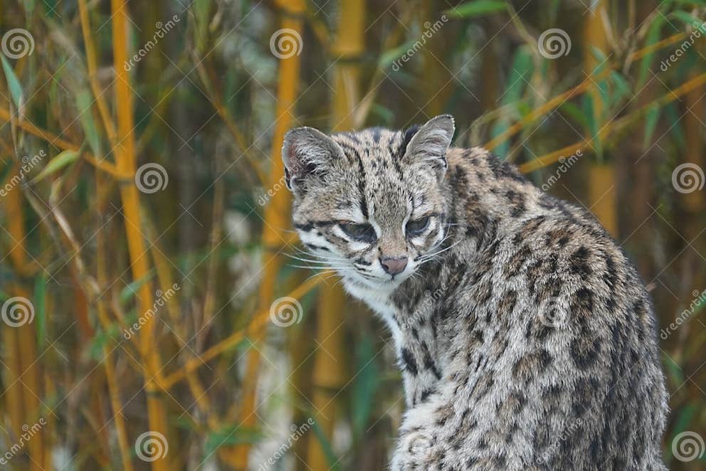 Oncilla in the sun stock photo. Image of oncilla, tigrillo - 256059788