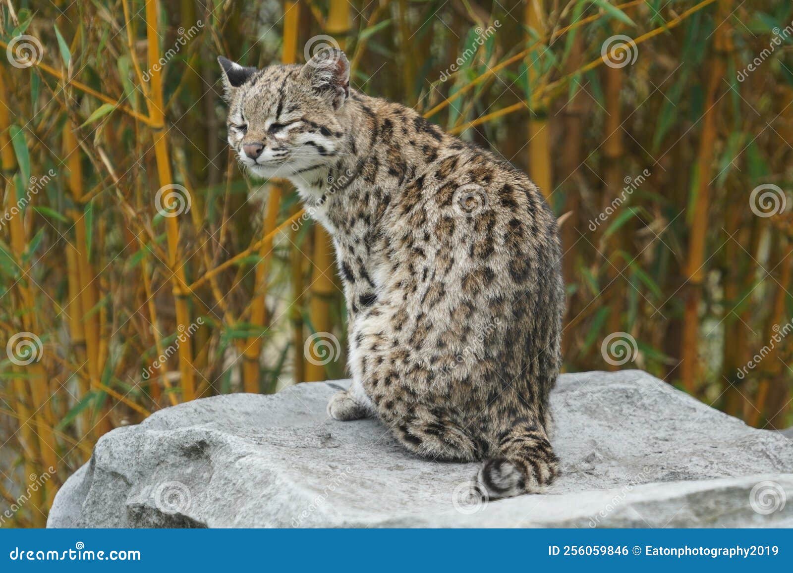 Oncilla in the sun stock photo. Image of tigrillo, northern - 256059846