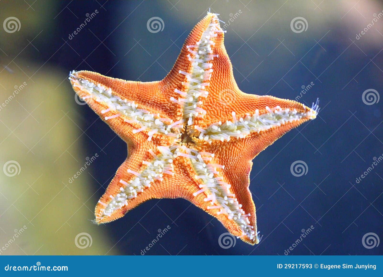 Onderkant van de zeester stock afbeelding. Afbeelding bestaande uit ...