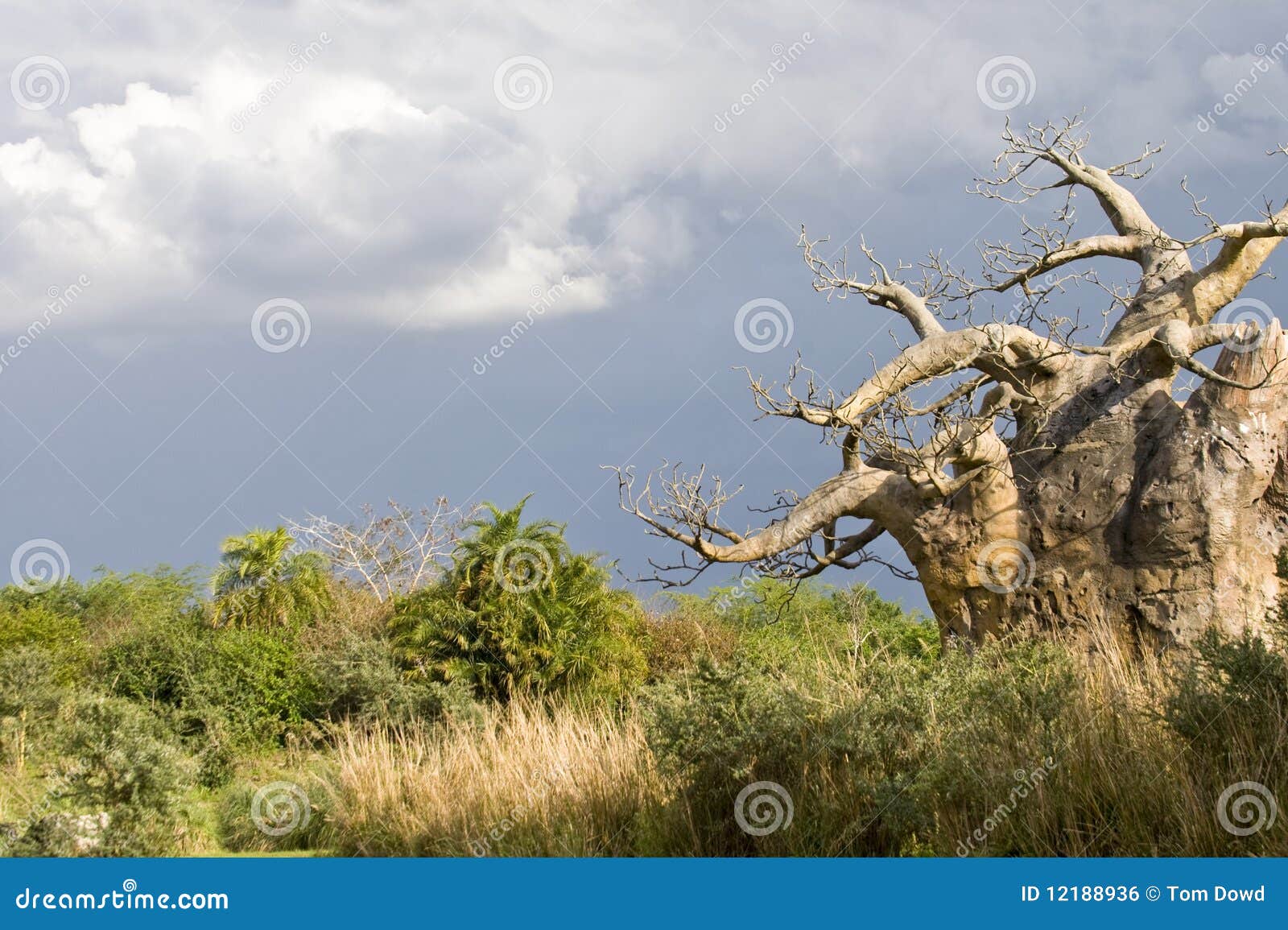 Ondersteboven of De Boom Van De Baobab Stock Foto - Image of buiten ...