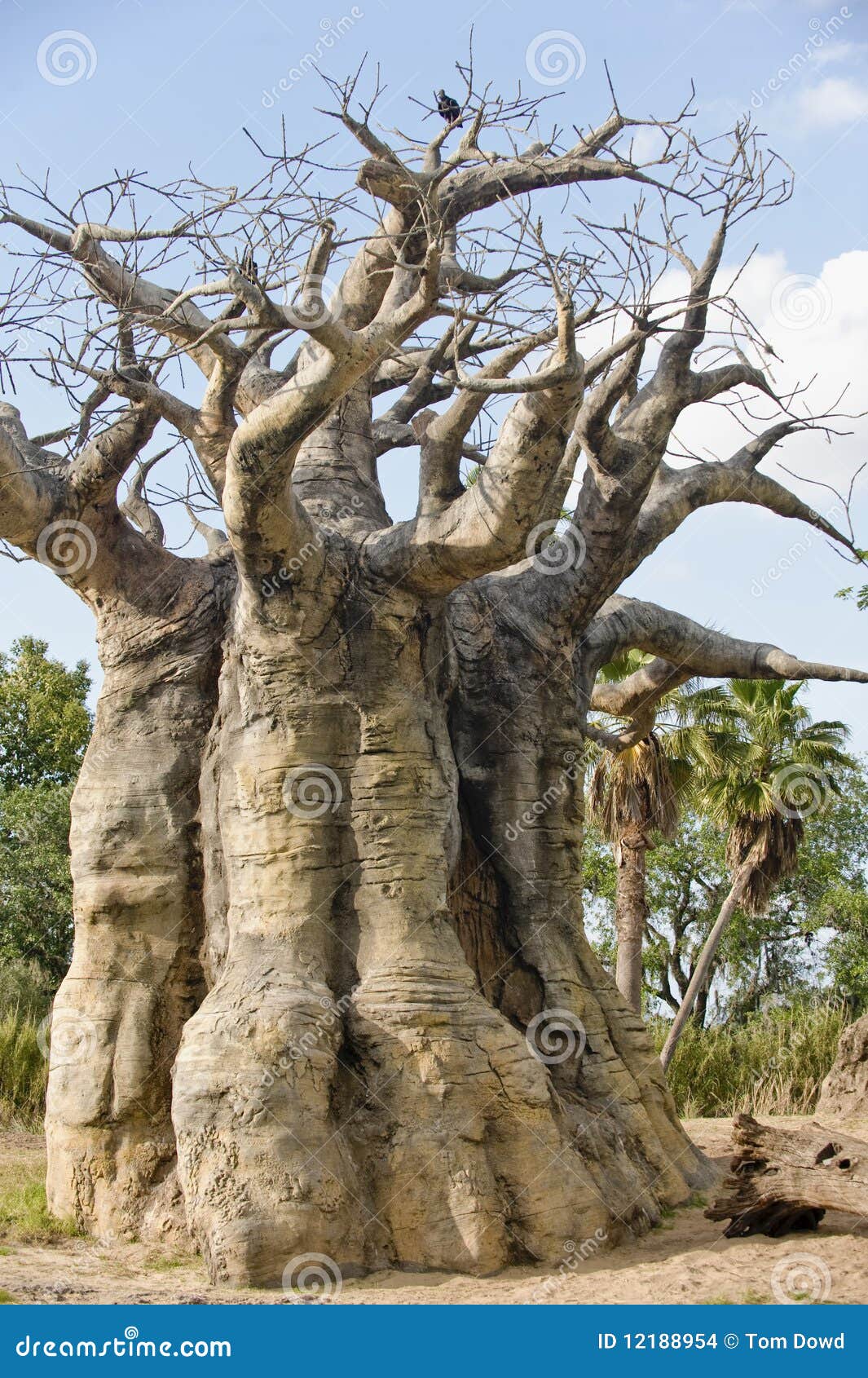 Ondersteboven of De Boom Van De Baobab Stock Foto - Image of naughty ...
