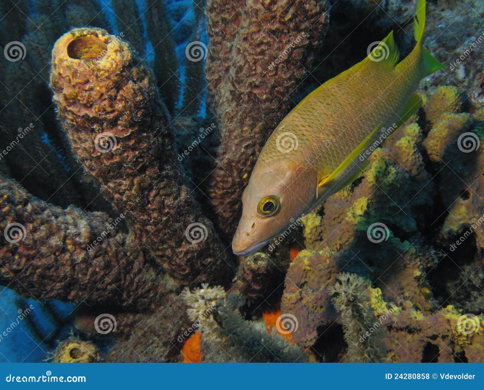 Onderwater Bonaire stock foto. Image of dieren, antillen - 24280858