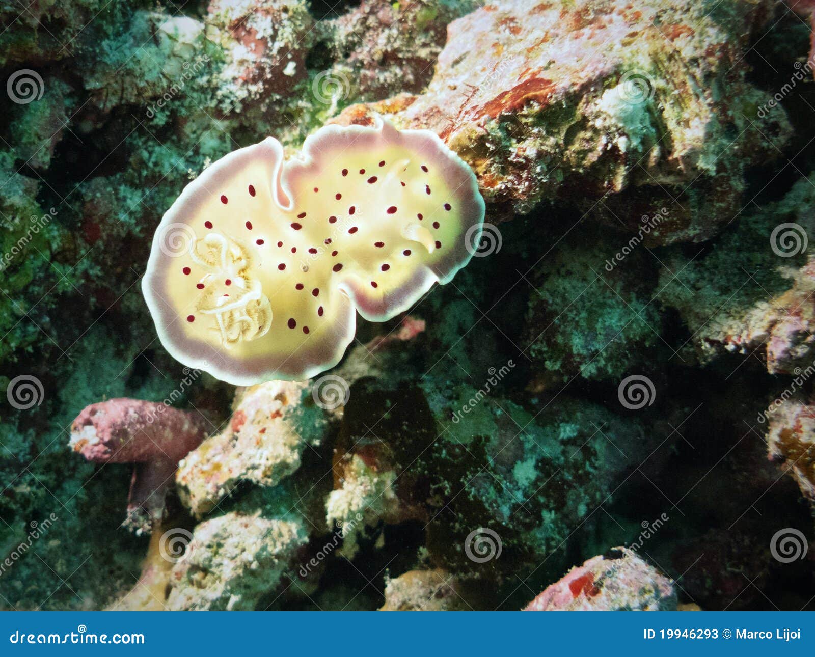 Onderwater Slak in De Maldiven Stock Afbeelding - Image of landschap ...