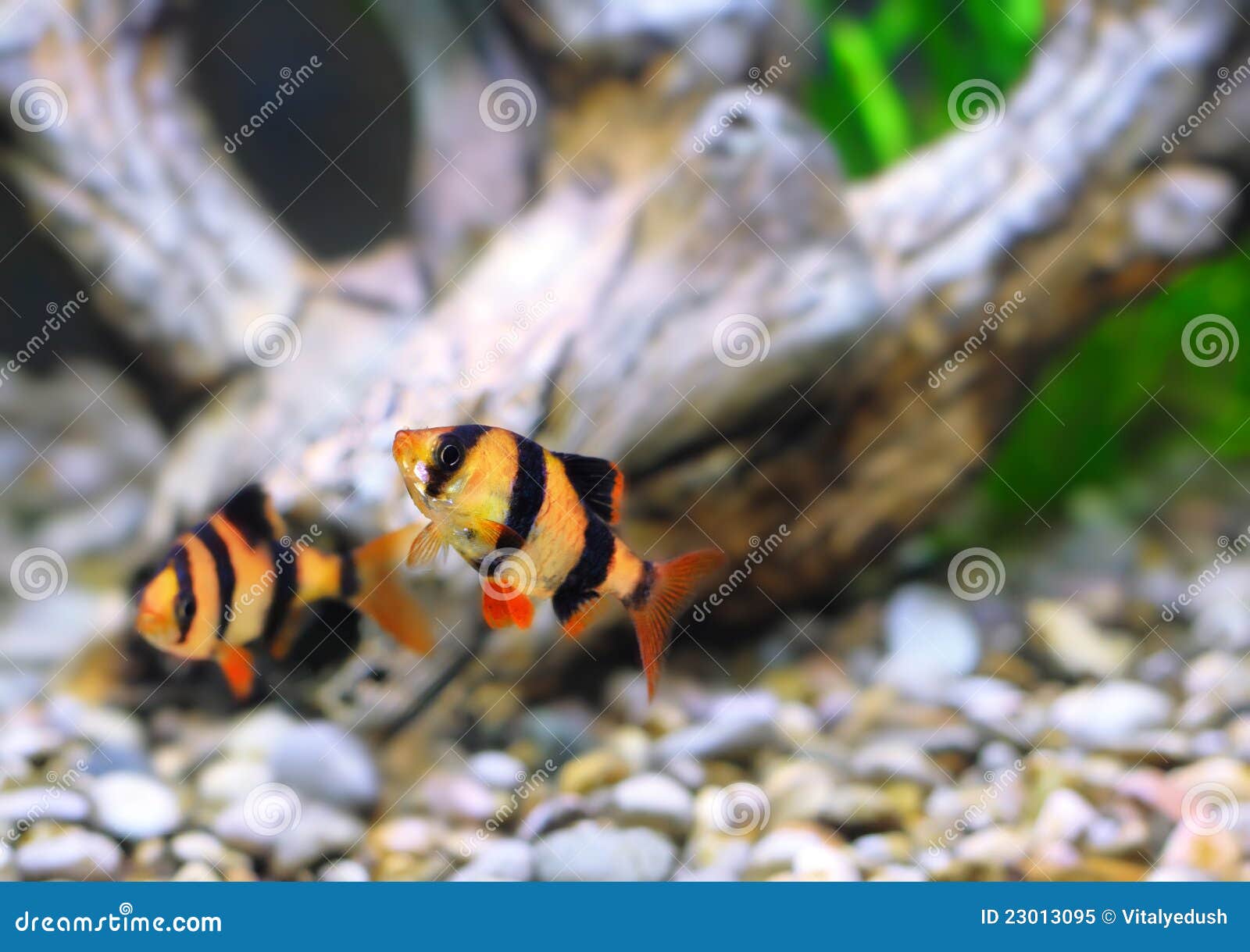 Ondiepte Van Aquariumvissen Stock Afbeelding - Image of viskom, inwoner ...