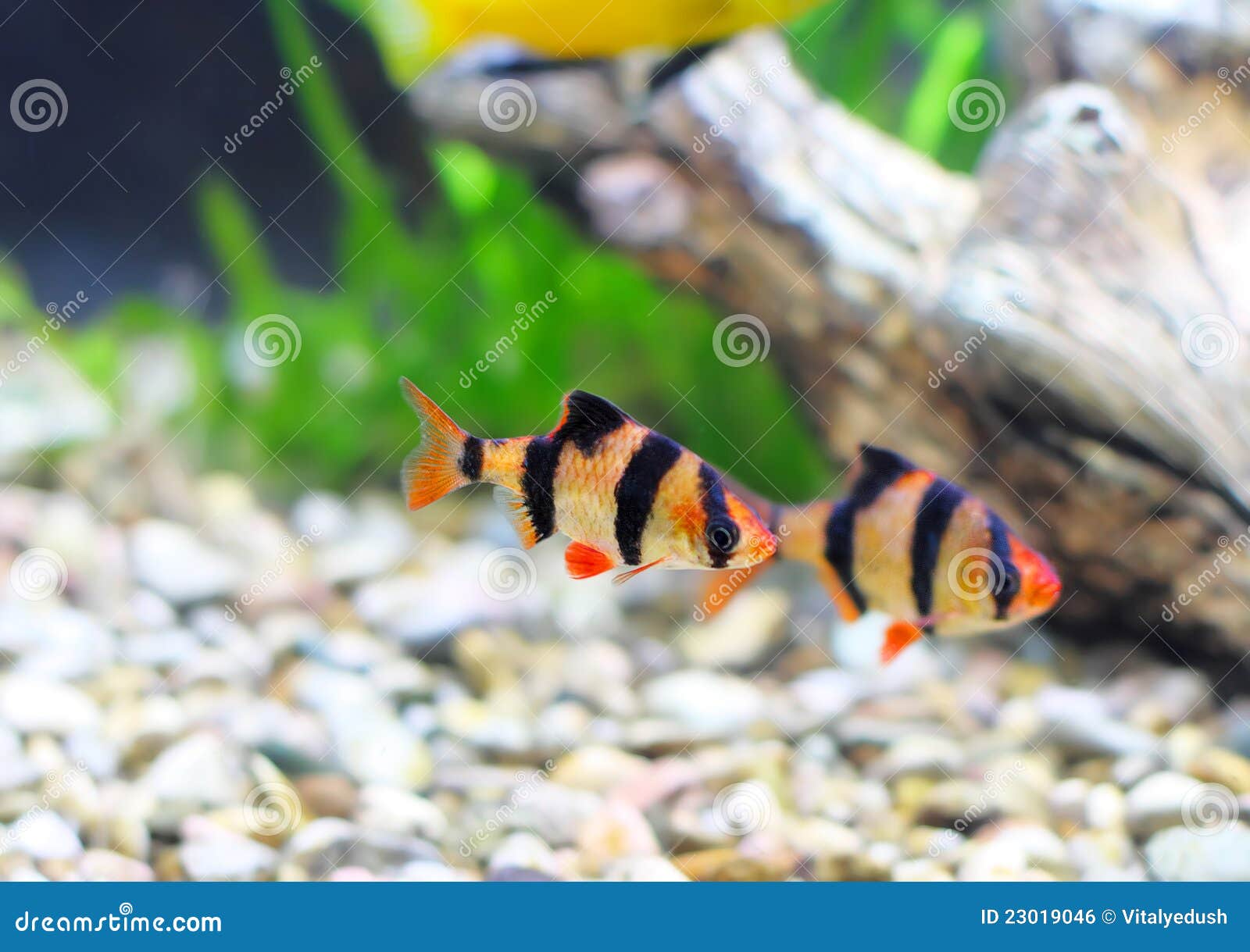 Ondiepte Van Aquariumvissen Stock Foto - Image of vissen, amazonië ...