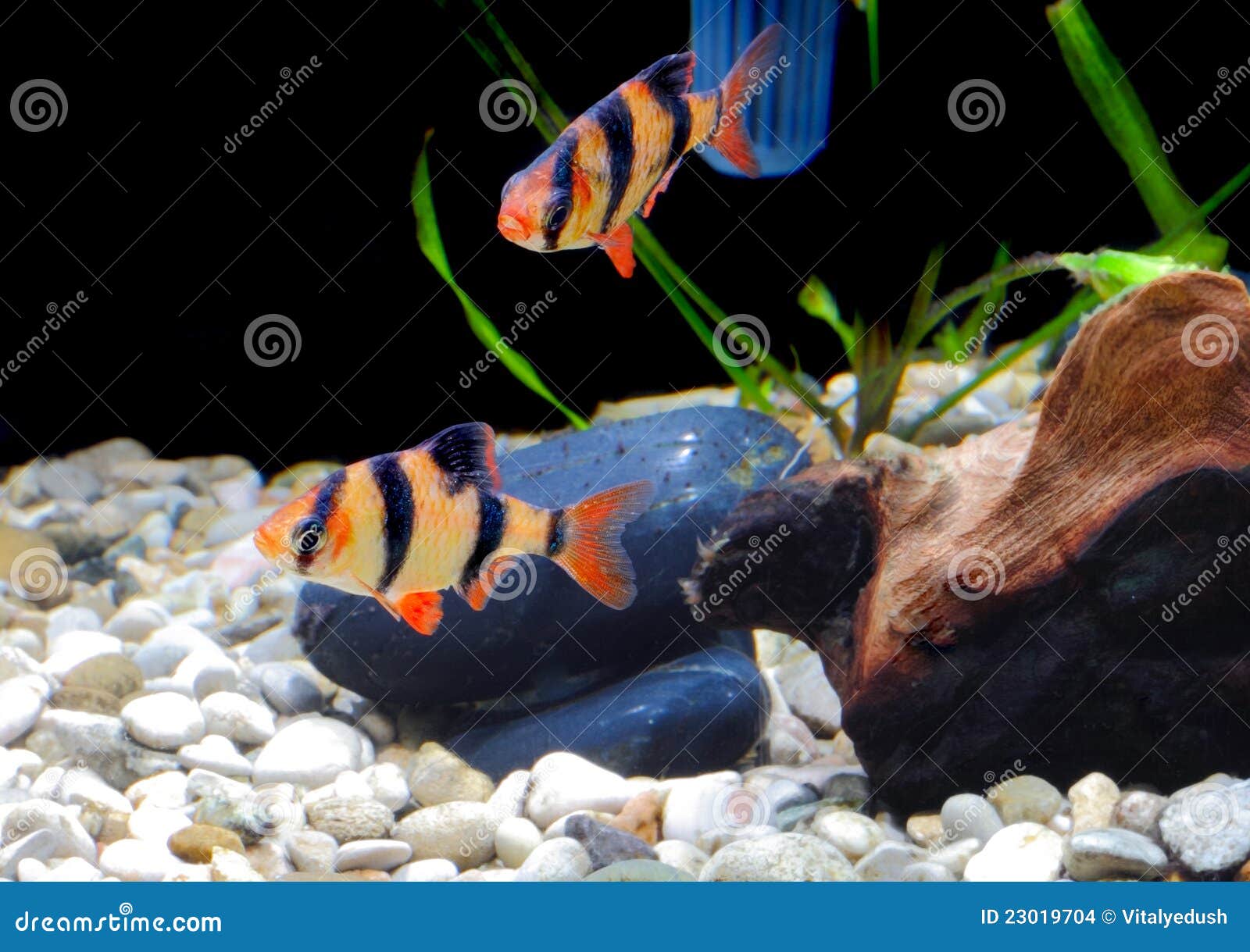 Ondiepte Van Aquariumvissen Stock Foto - Image of aquatisch, malawi ...
