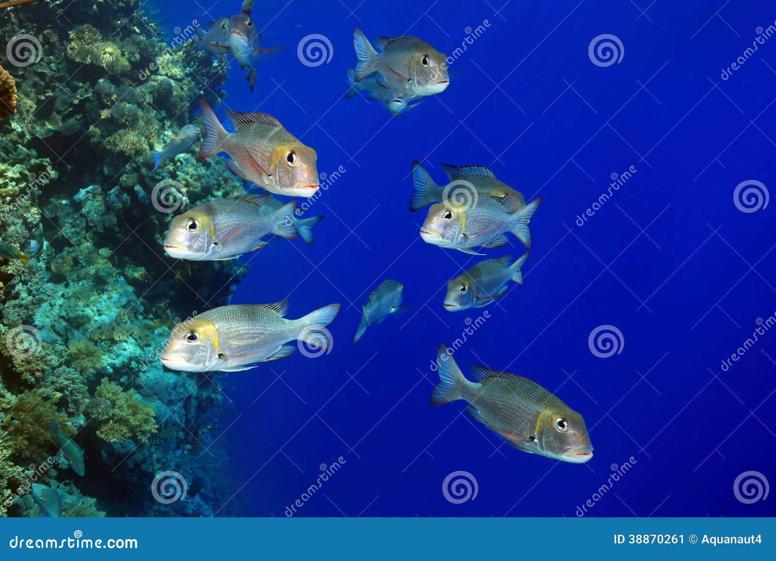 Ondiepte Van Bigeye Keizervissen Stock Afbeelding - Image of ertsader ...