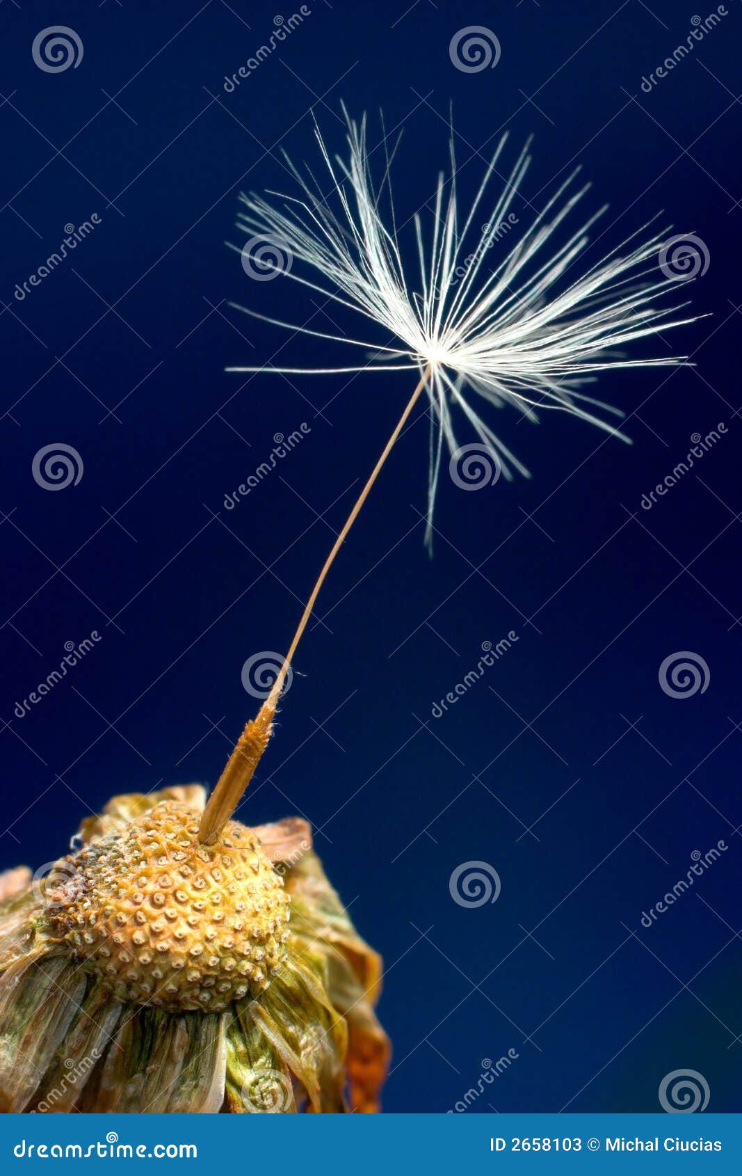 One stock image. Image of plants, lawns, nature, spreading - 2658103