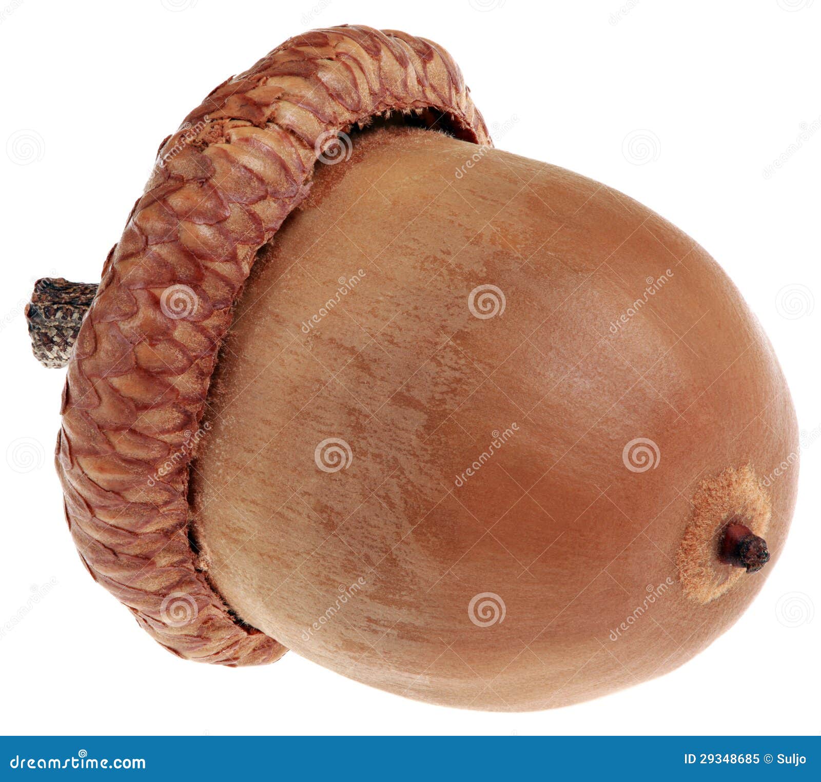 One Acorn Cutout stock image. Image of seed, acorn, white - 29348685