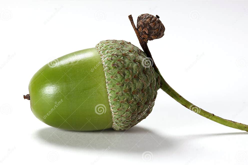 One acorn stock image. Image of leaf, white, origins - 58907827