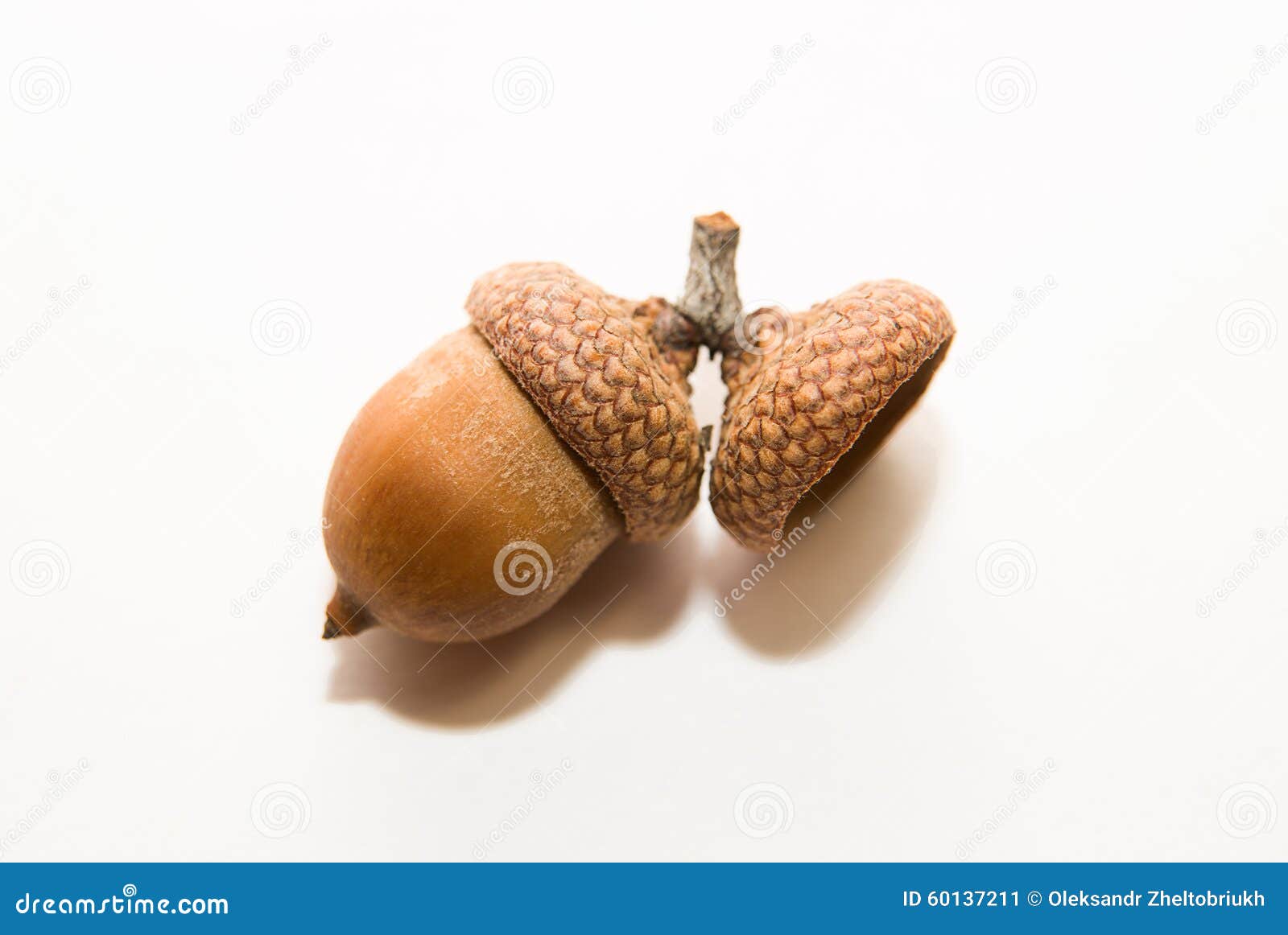 One Acorn with Hat on Over White Stock Image - Image of capitulum ...