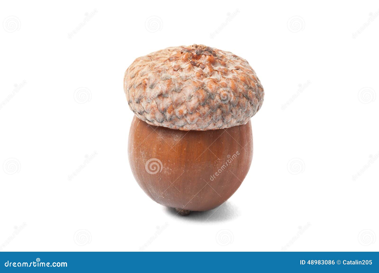 One acorn stock photo. Image of food, brown, seed, white - 48983086