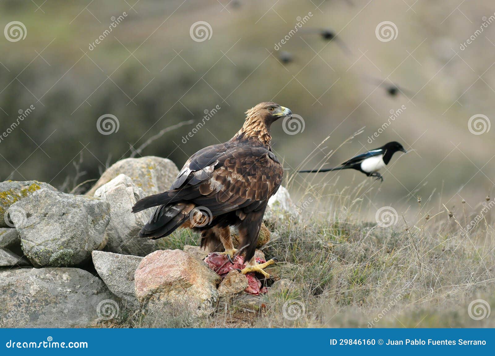 Adult Eagle Eating Meat Field Stock Photos - Free & Royalty-Free Stock ...