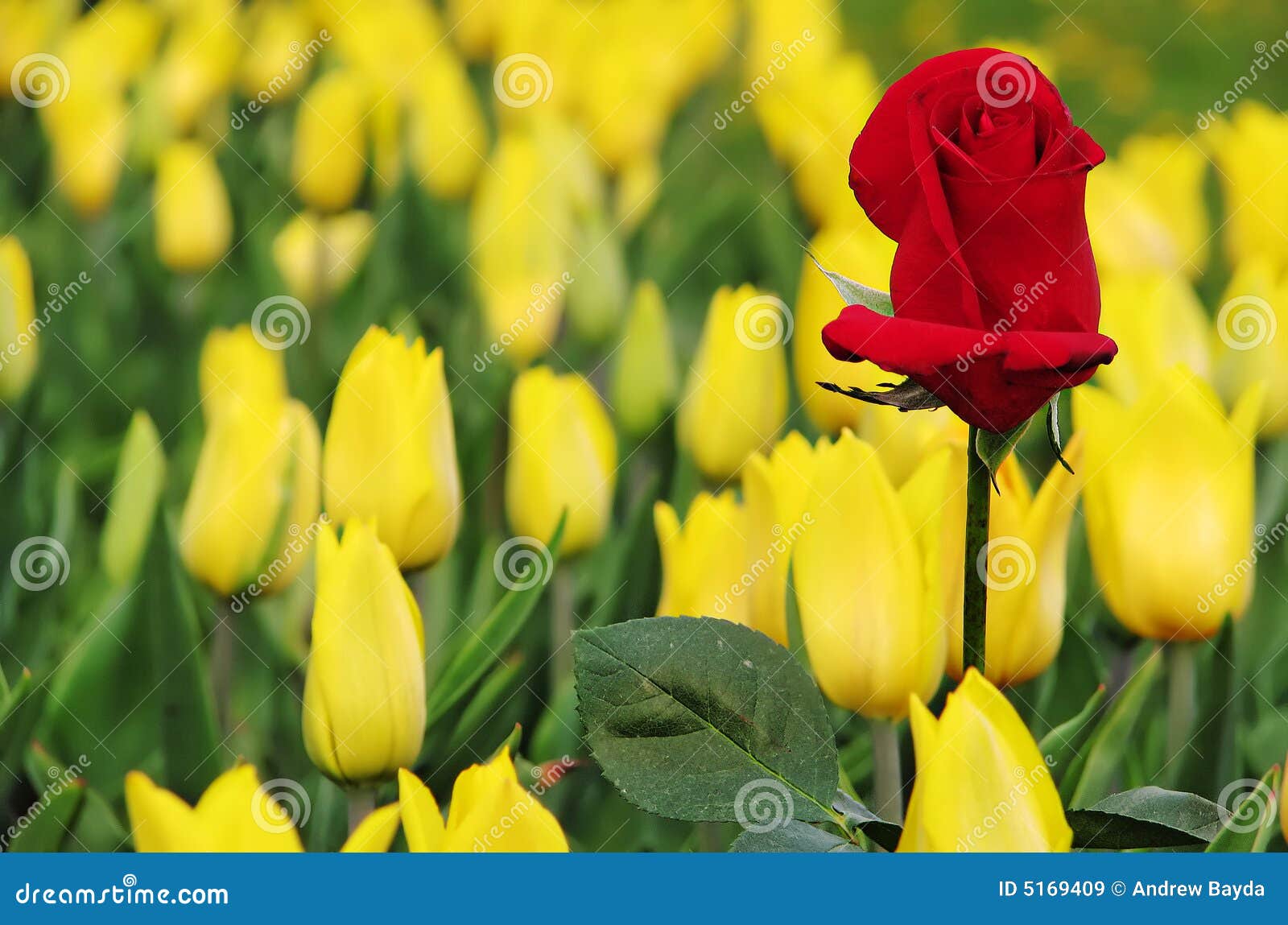 One against the crowd stock image. Image of floral, bouquet - 5169409