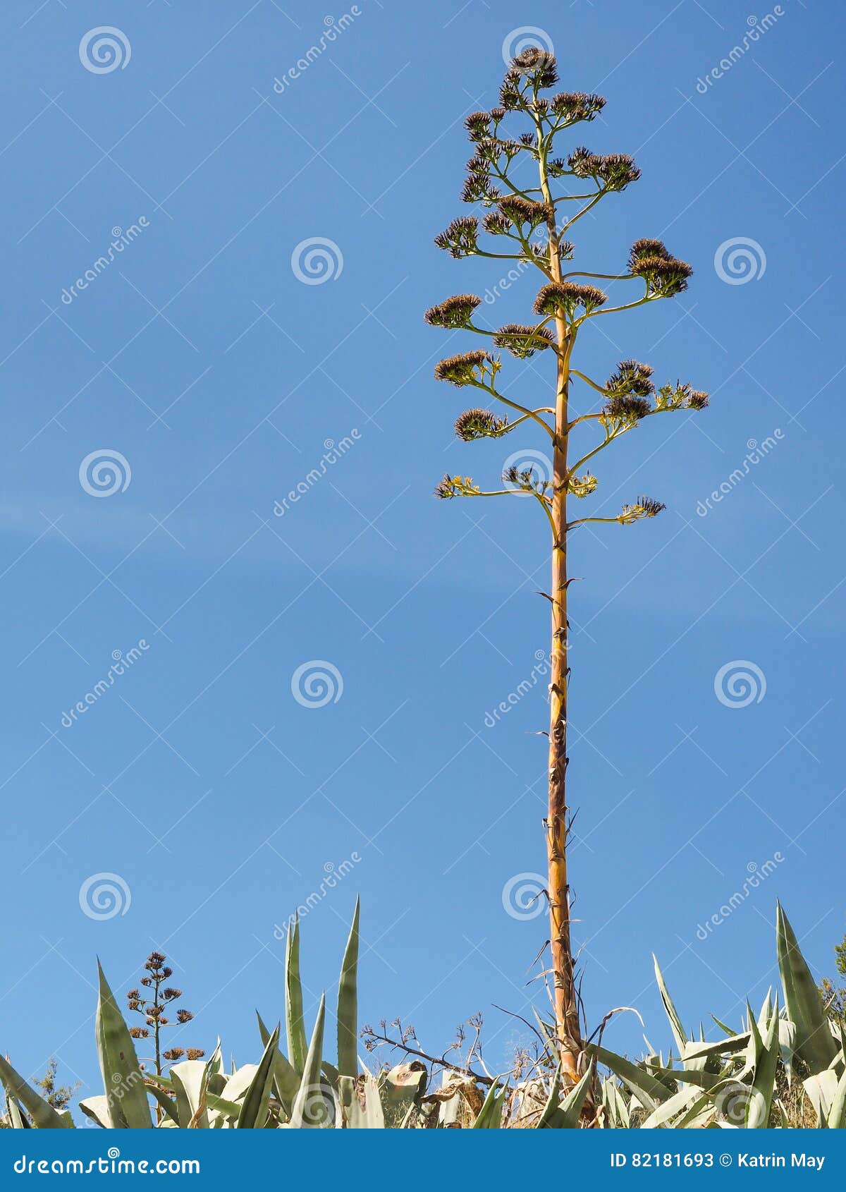 One Agave with Inflorescence Isolated on Blue Sky Stock Image - Image ...