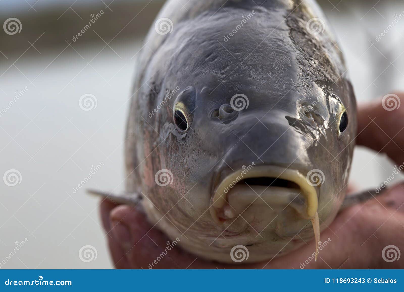 One Alive Carp Fish is Held in Hands Stock Image - Image of eyes ...