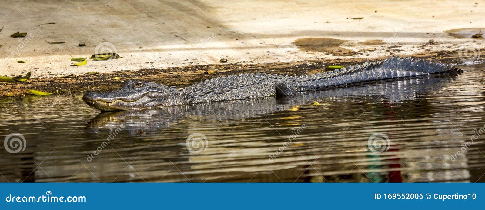 Alligator stock photo. Image of natural, tropical, florida - 169552006