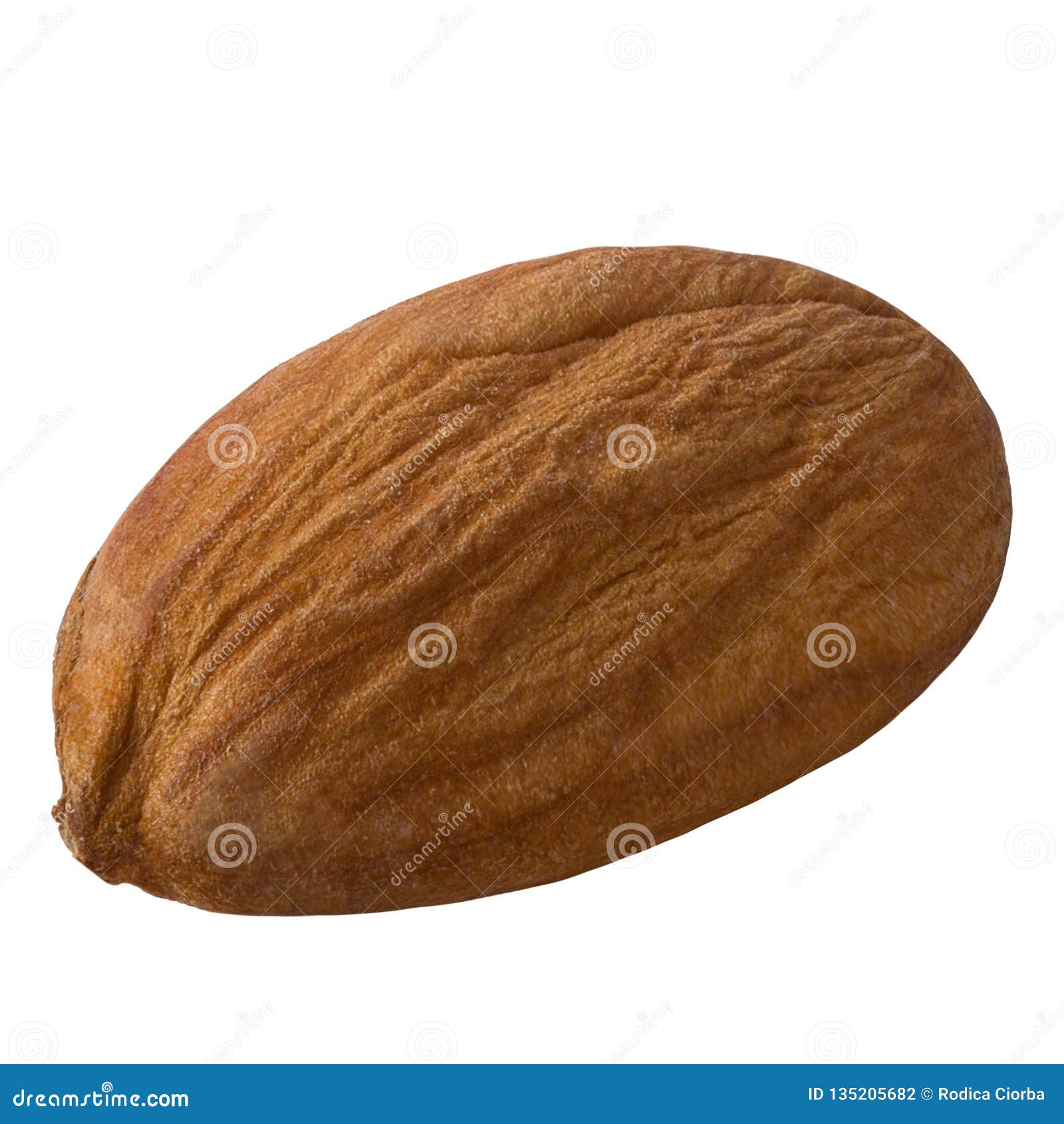 One Almond Fruit Isolated on White with Maximum Sharpness Stock Photo ...