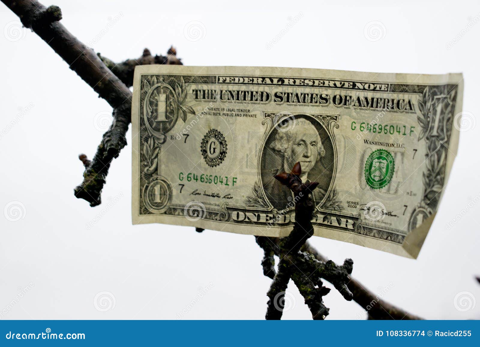 One American Dollar on the Tree Stock Photo - Image of money, bank ...