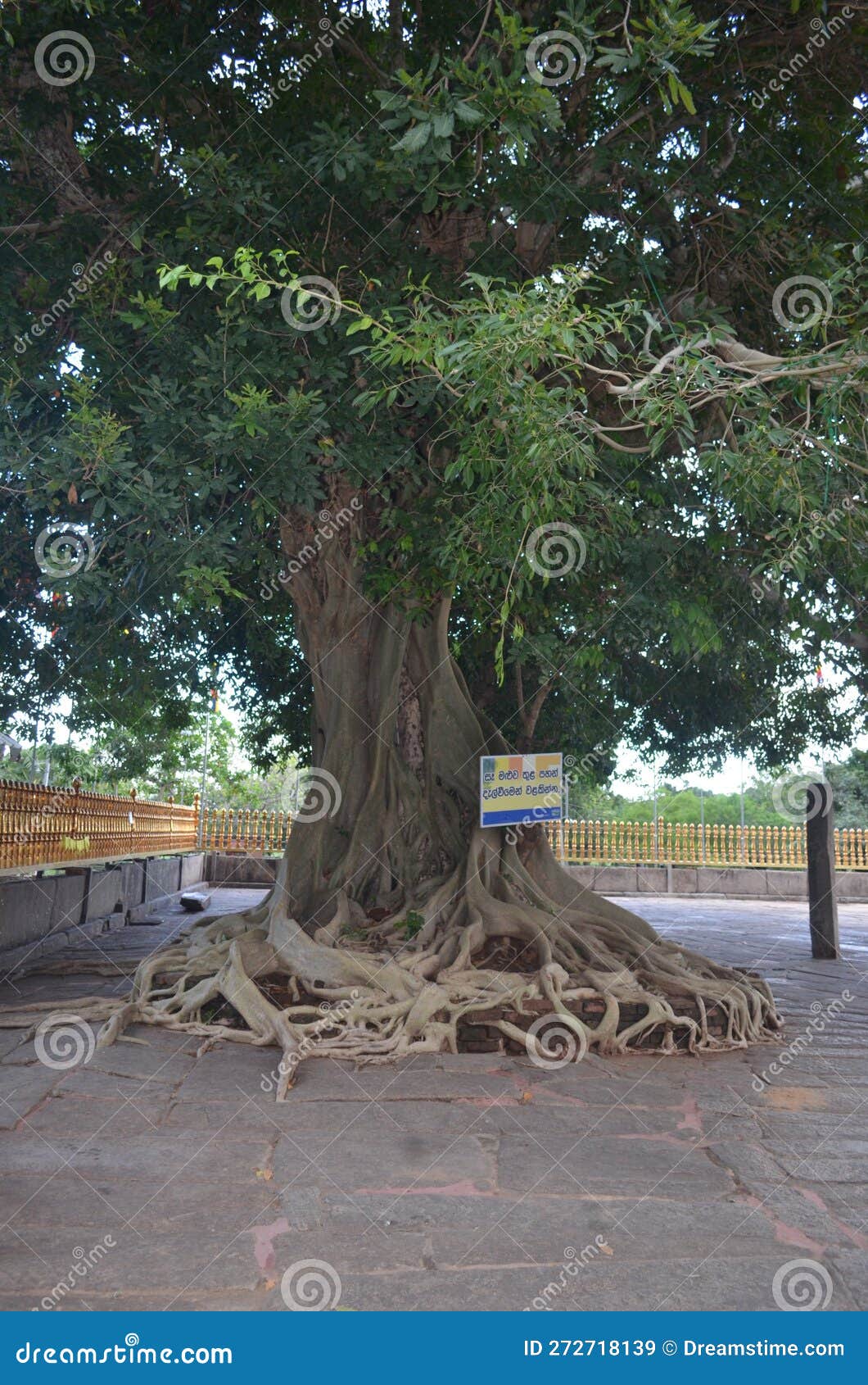 One of Ancient Nuga tree stock image. Image of tree - 272718139