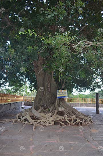 One of Ancient Nuga tree stock image. Image of tree - 272718139