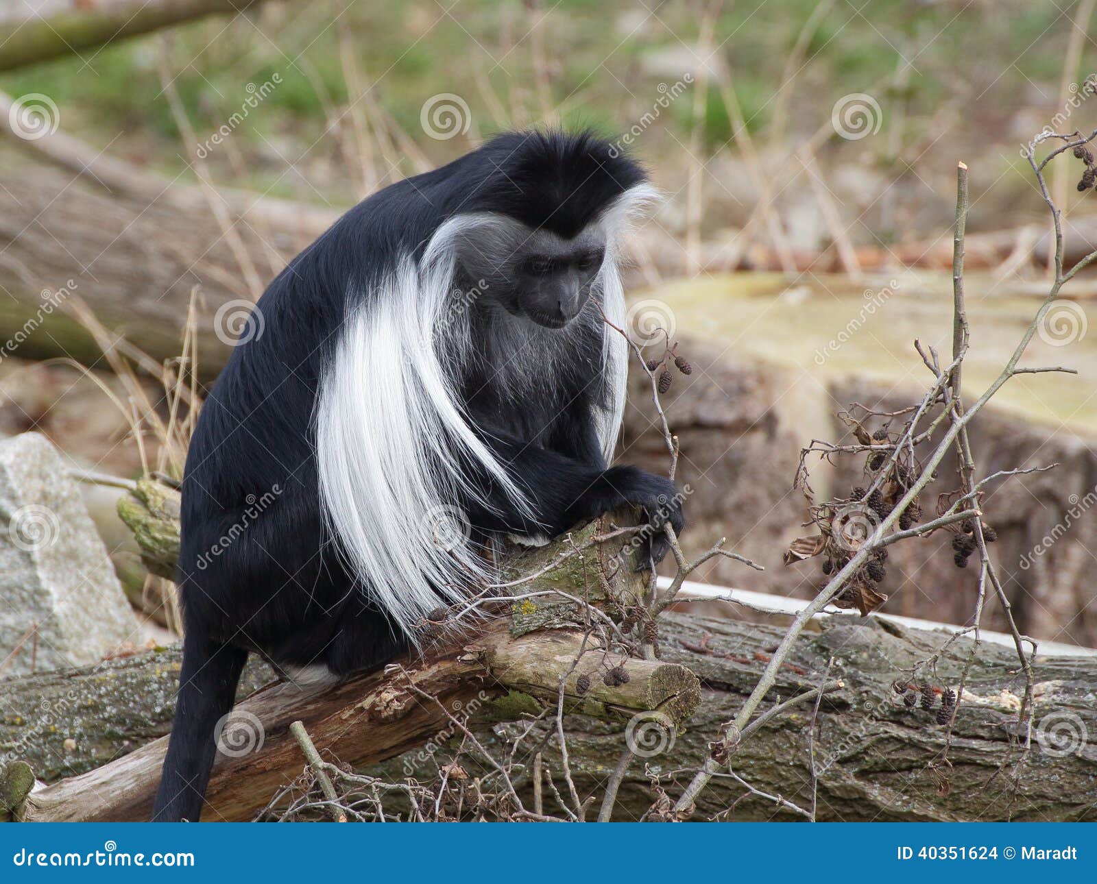 One Angola Colobus Sit on the Tree Trunk Stock Photo - Image of exotic ...