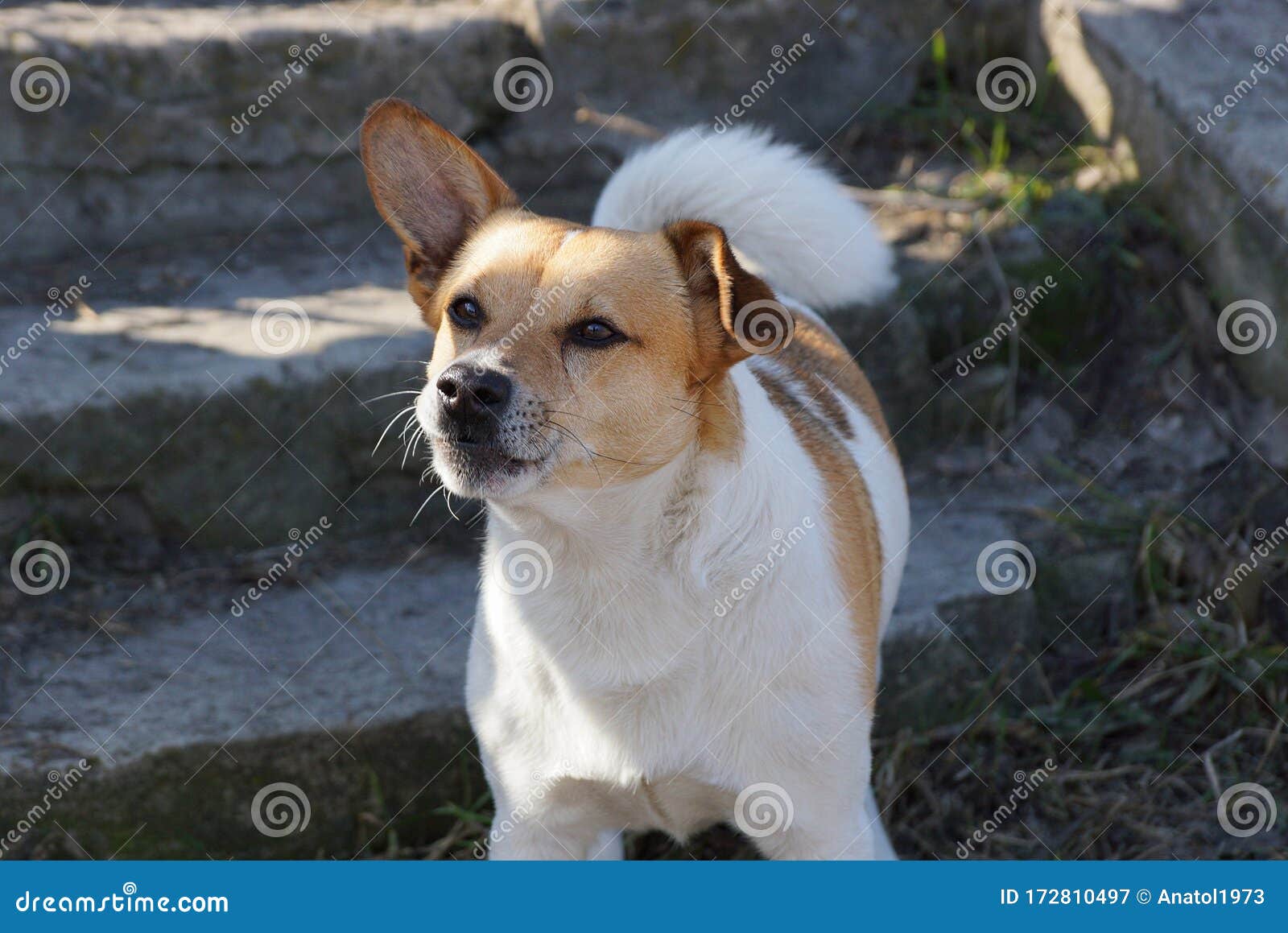 One Angry Spotted Dog Stands Outside Stock Image - Image of breed ...