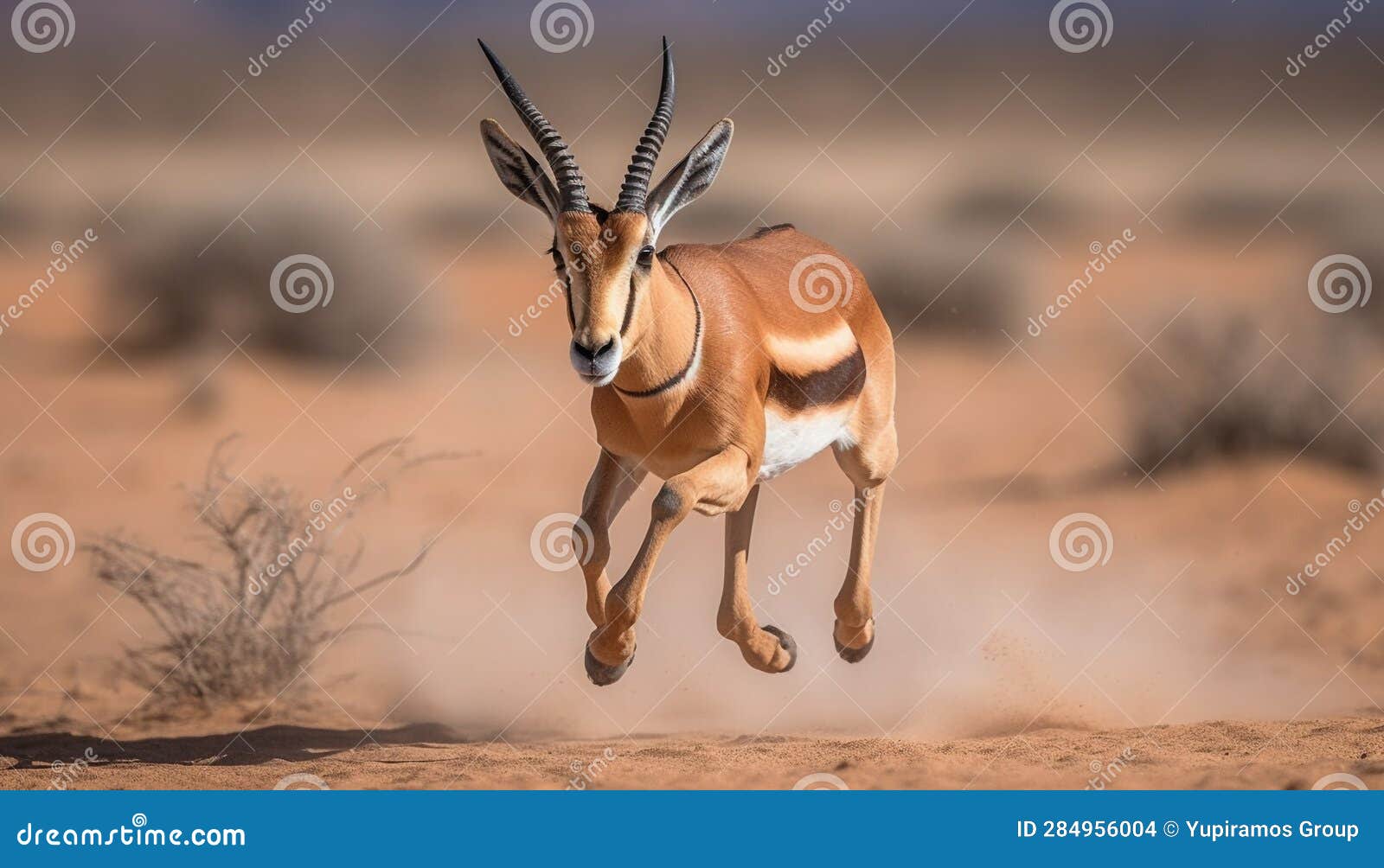 One Animal in the Wilderness, a Springbok, Running on the Savannah ...