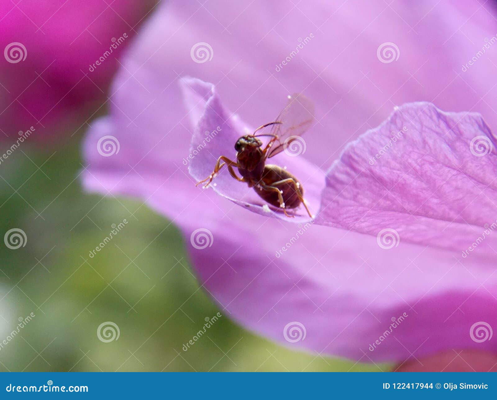 Ant on a pink flower stock photo. Image of nature, plant - 122417944