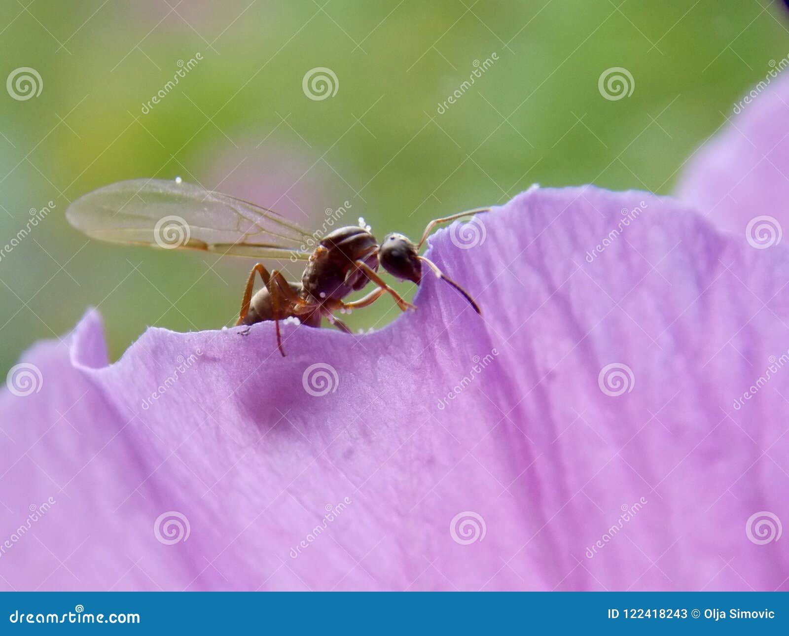 Ant on a pink flower stock image. Image of macro, insect - 122418243