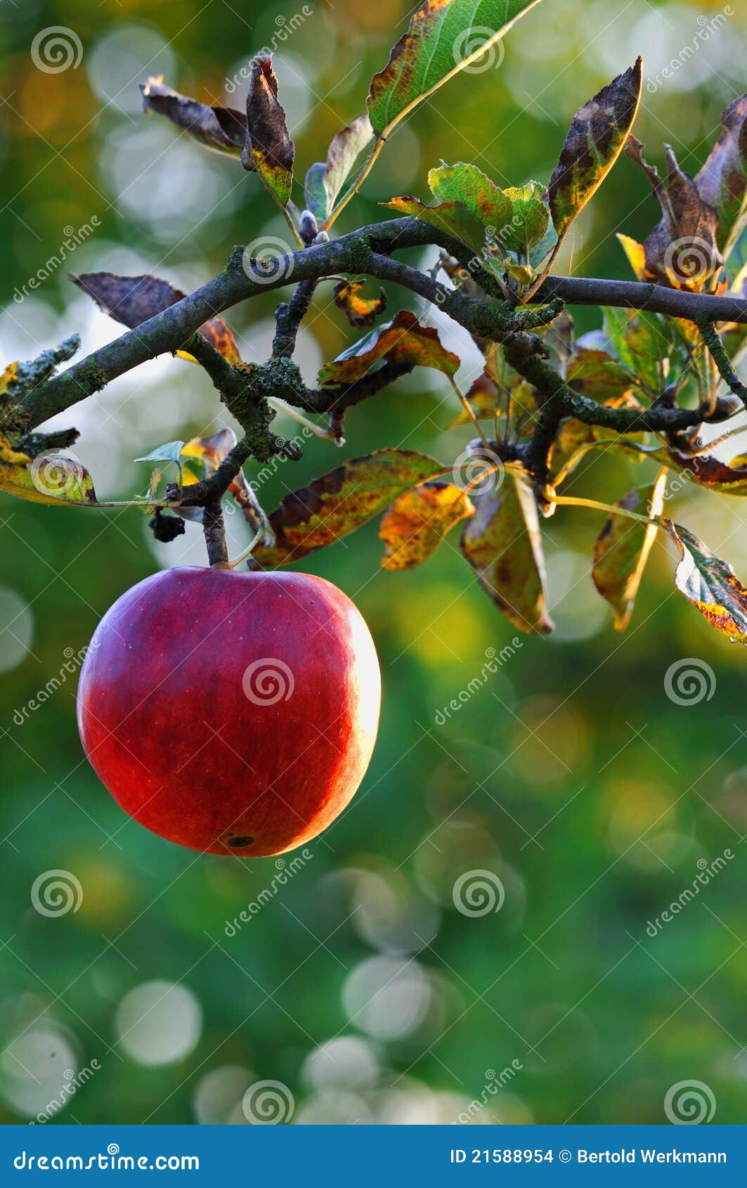One apple stock photo. Image of freshness, apple, foliage - 21588954